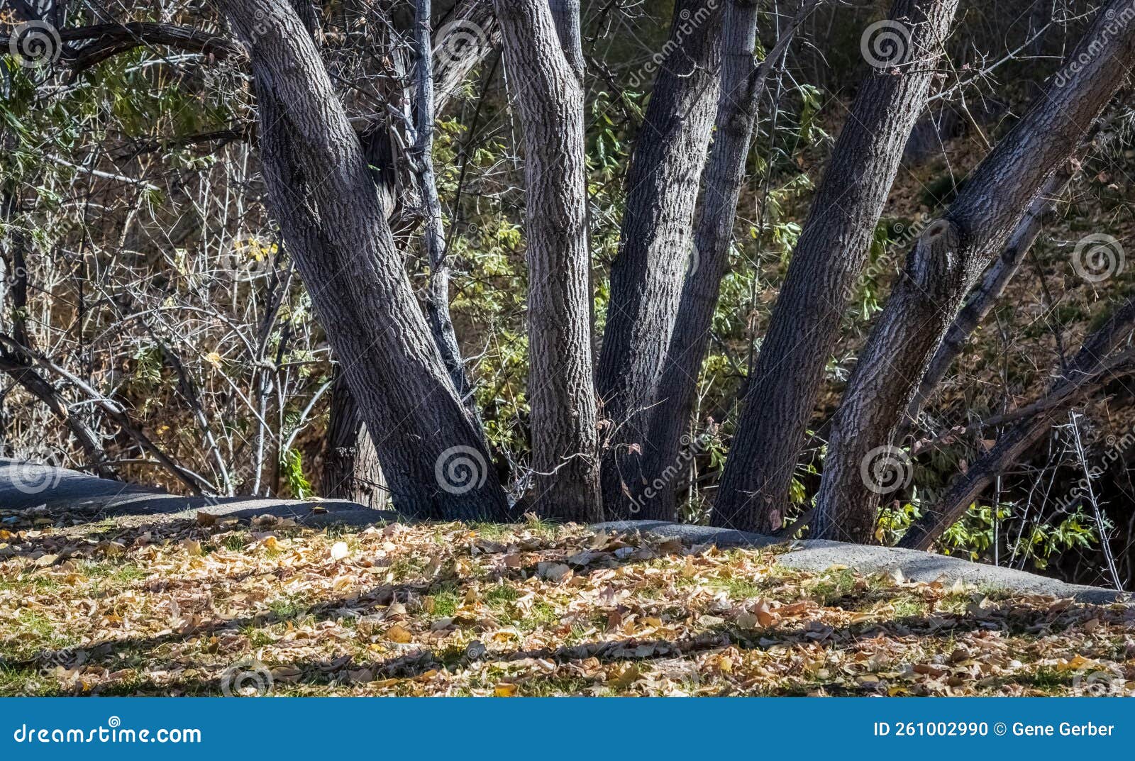 Tree Cluster stock photo. Image of outside, branch, season - 261002990