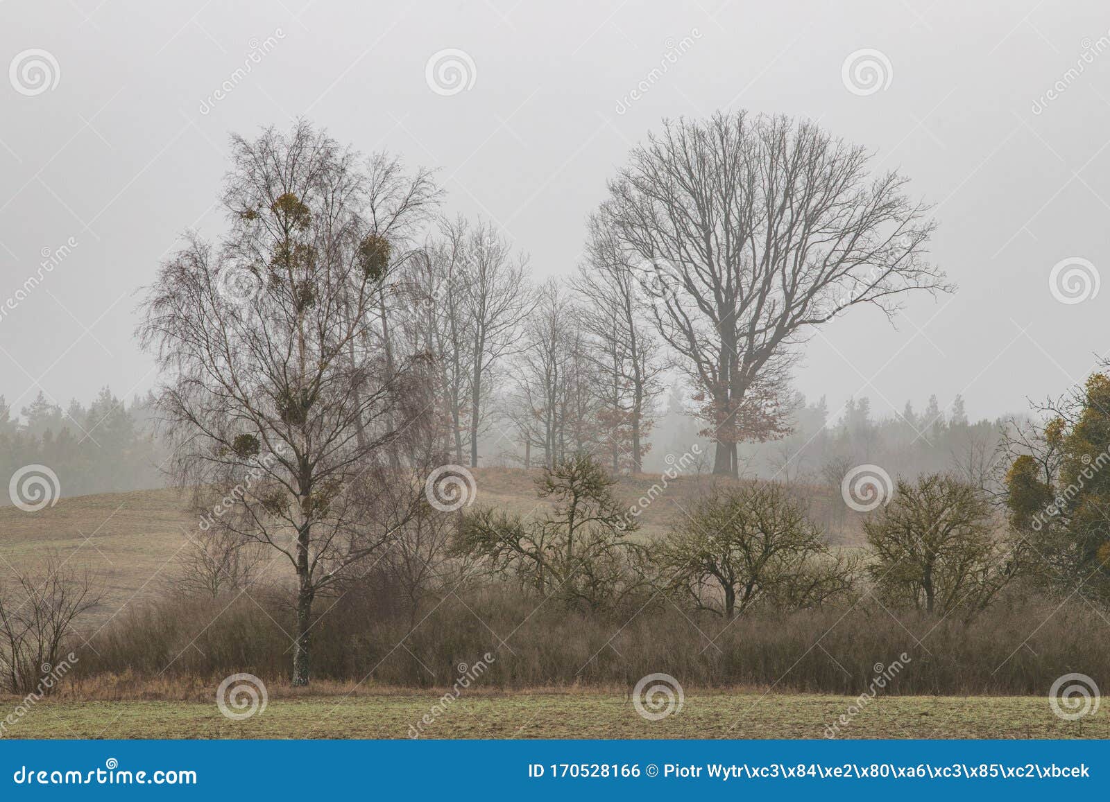 A Clump of Trees Growing in a Field. Branches of Trees in a Foggy Field ... A Clump of Trees Growing in a Field. Branches of Trees in a Foggy Field ...