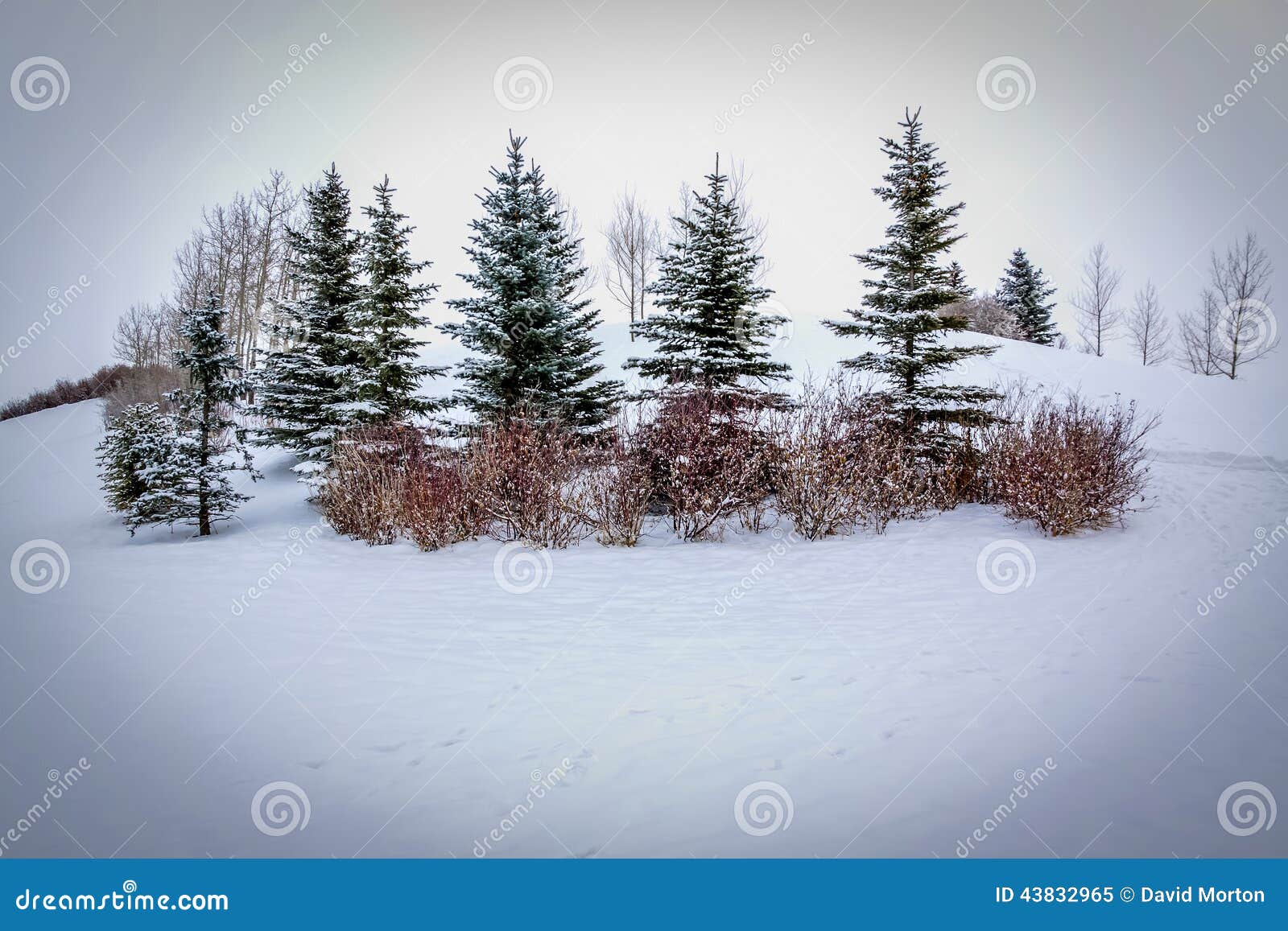 Clump of Trees Isolated in the Stark Snow Stock Image - Image of trees ...