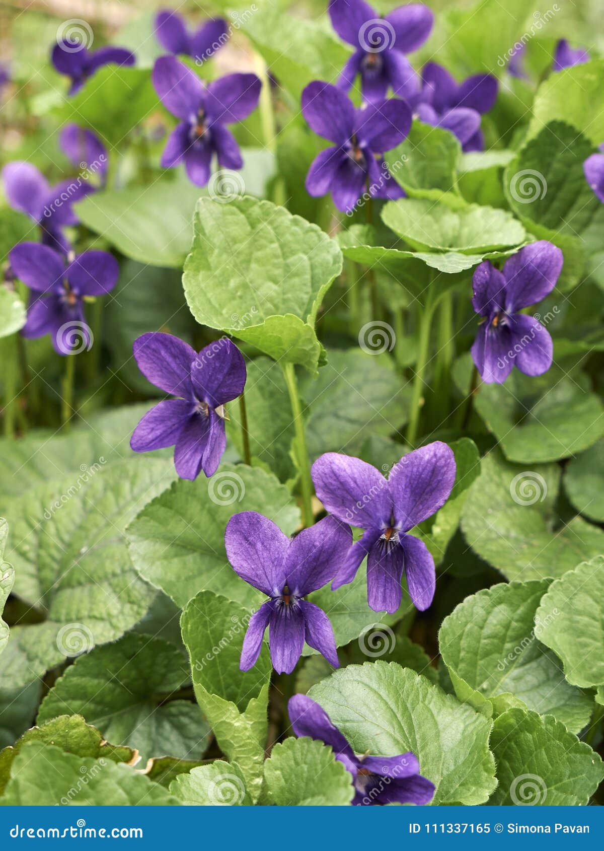 Viola odorata plants stock image. Image of color, clump - 111337165