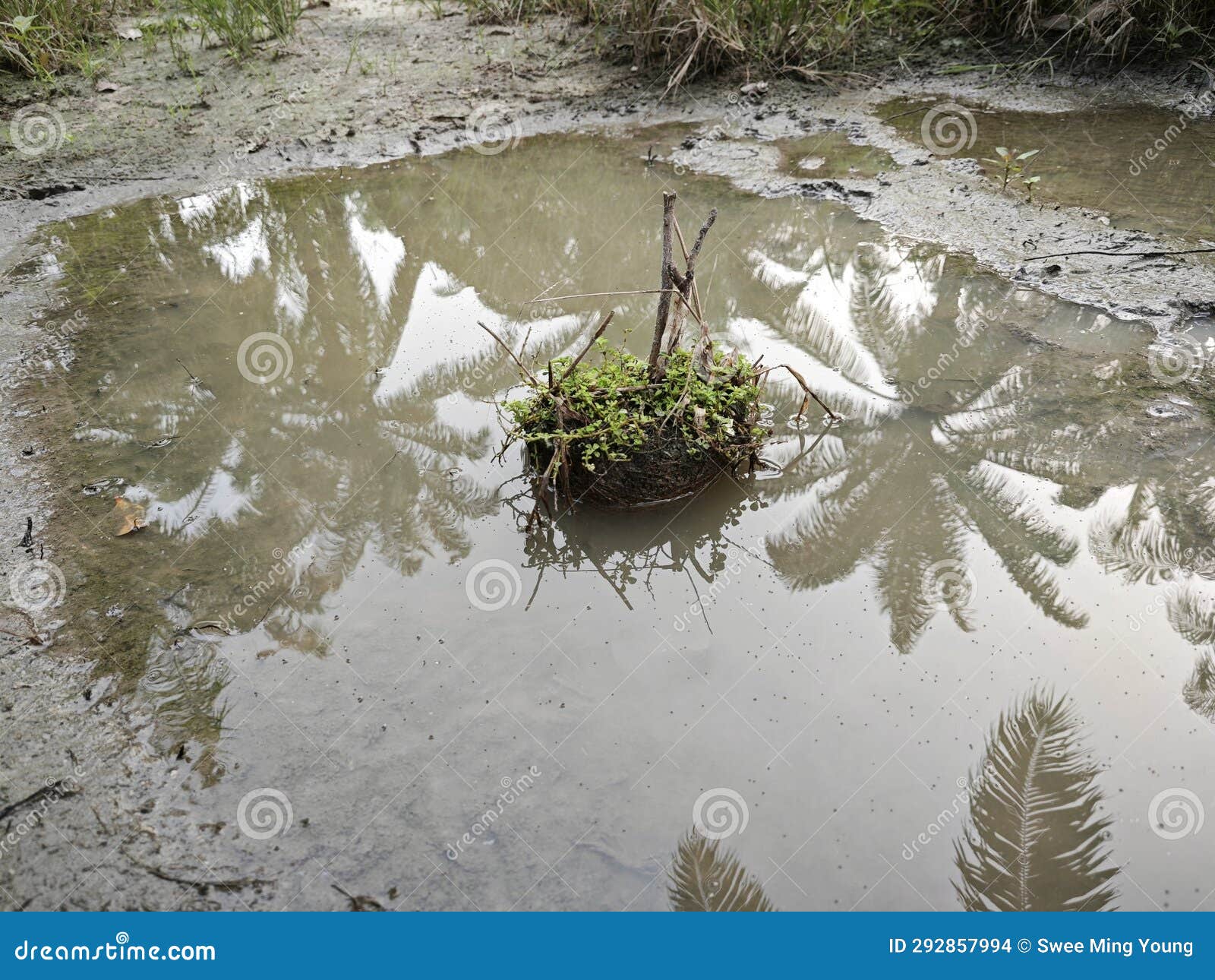 A Clump of Weed Growing in the Middle of Puddle. Stock Photo - Image of ...