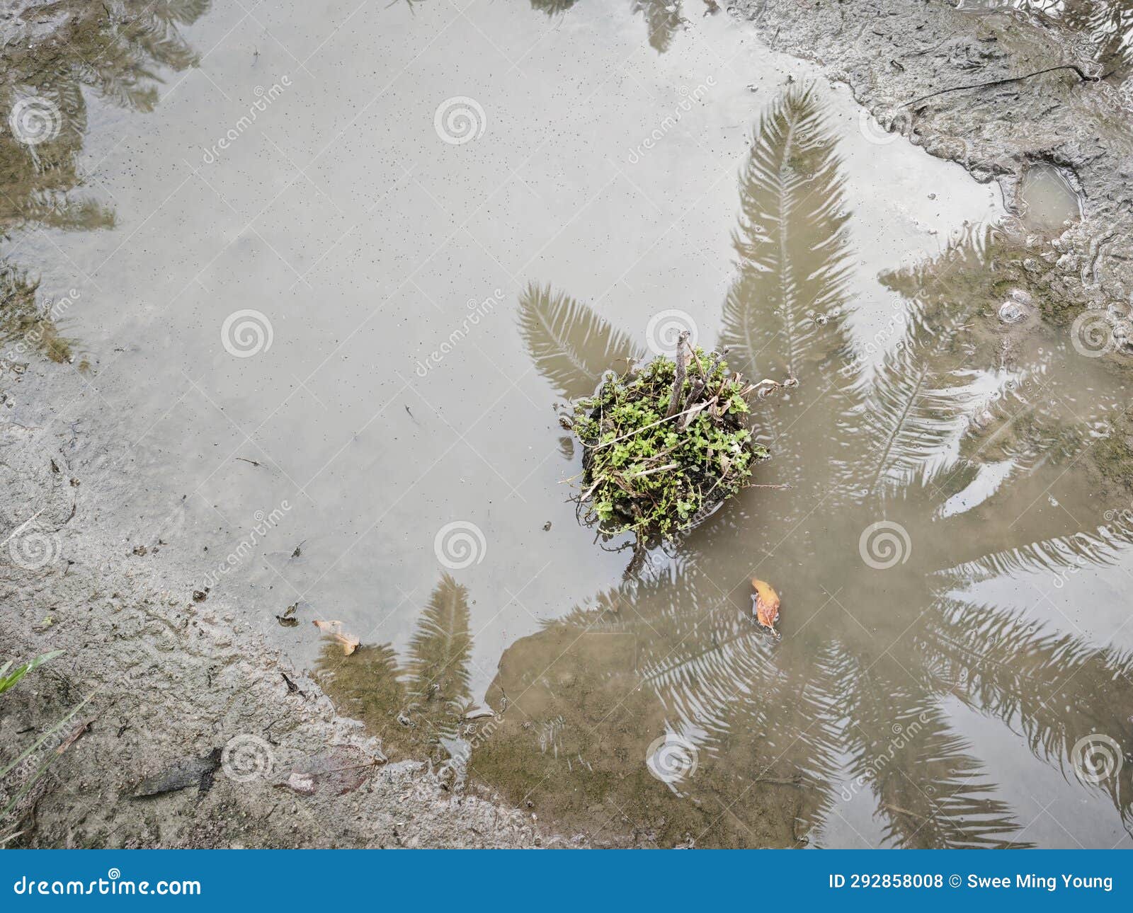 A Clump of Weed Growing in the Middle of Puddle. Stock Photo - Image of ...