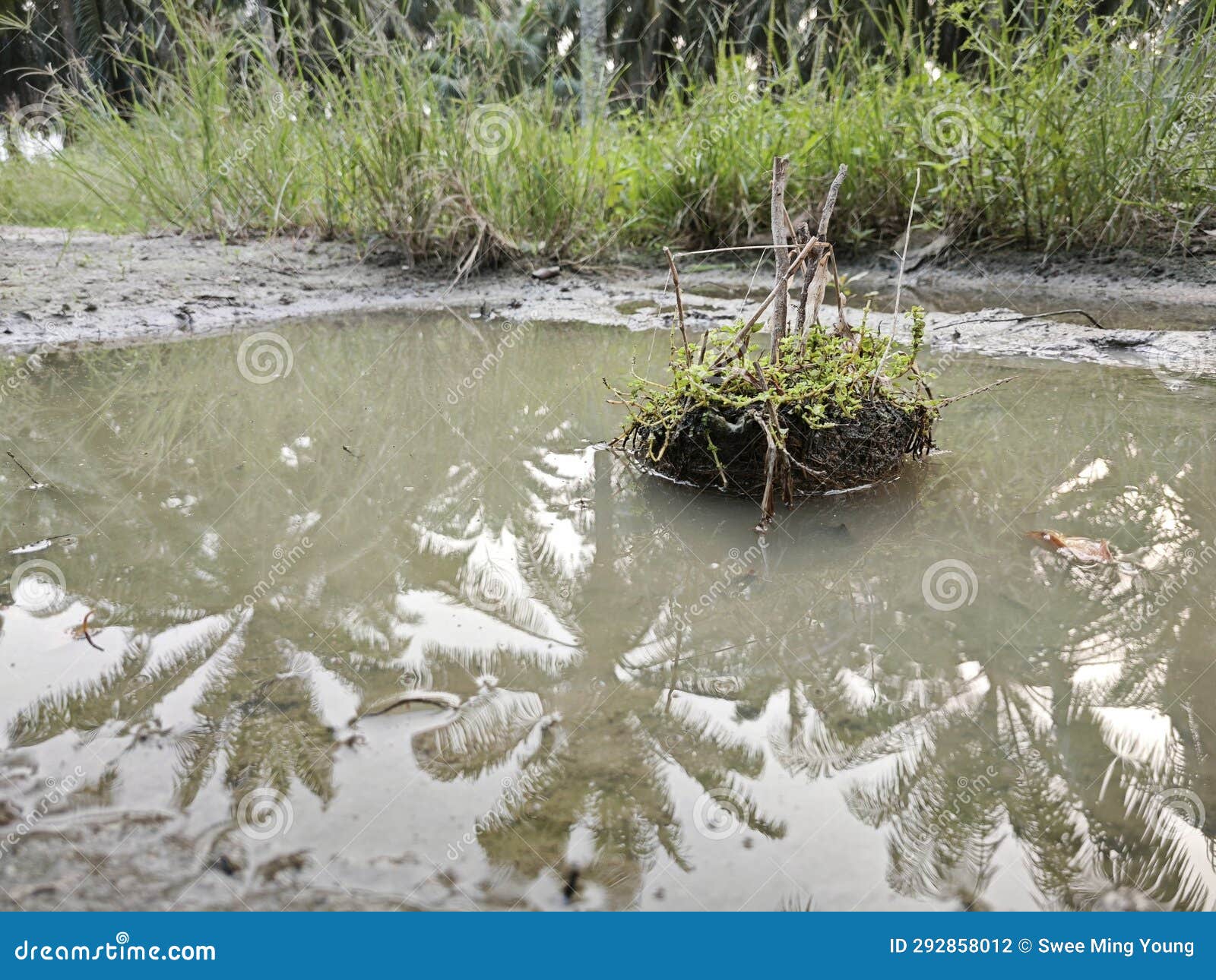 A Clump of Weed Growing in the Middle of Puddle. Stock Photo - Image of ...