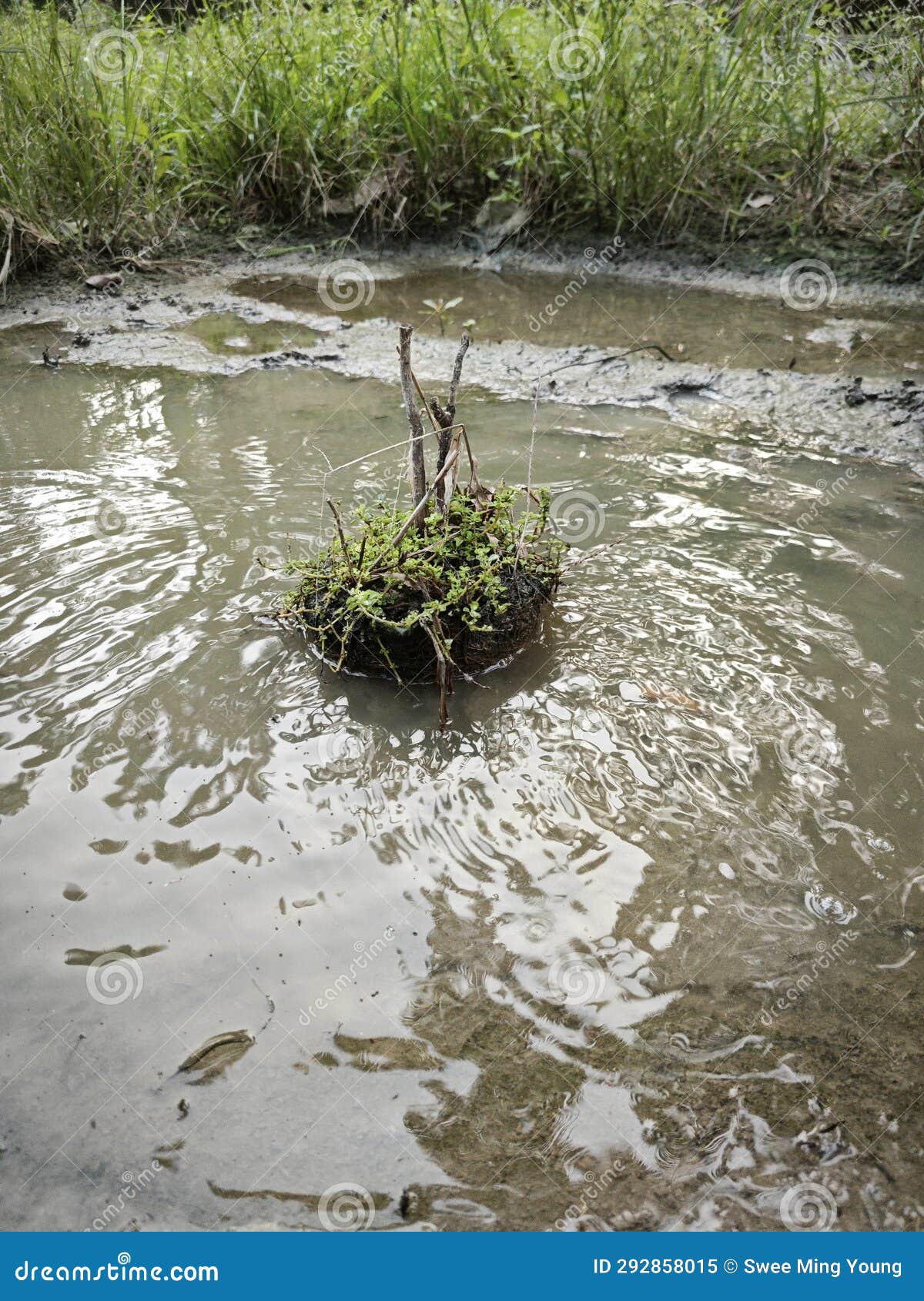 A Clump of Weed Growing in the Middle of Puddle. Stock Image - Image of ...