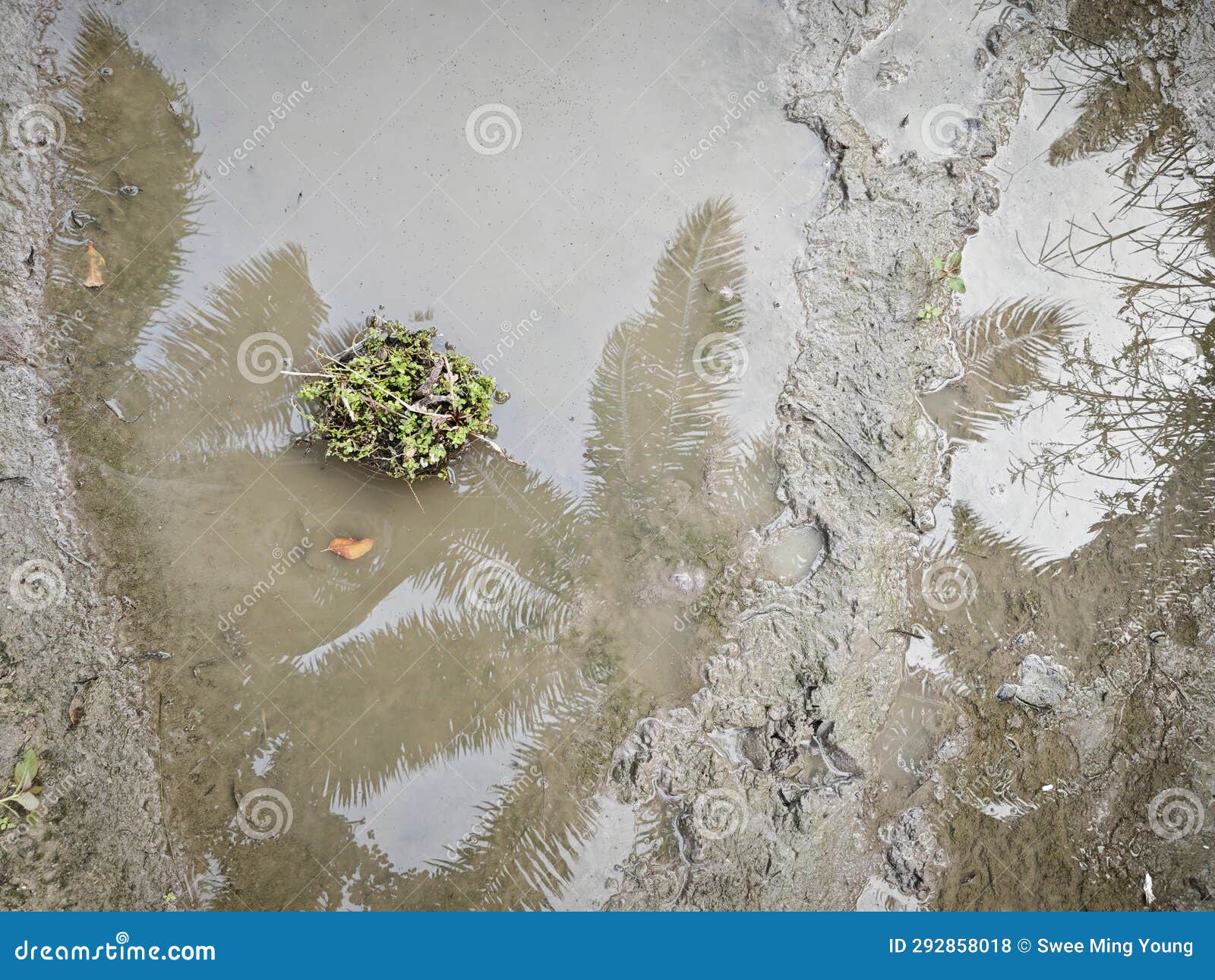 A Clump of Weed Growing in the Middle of Puddle. Stock Photo - Image of ...