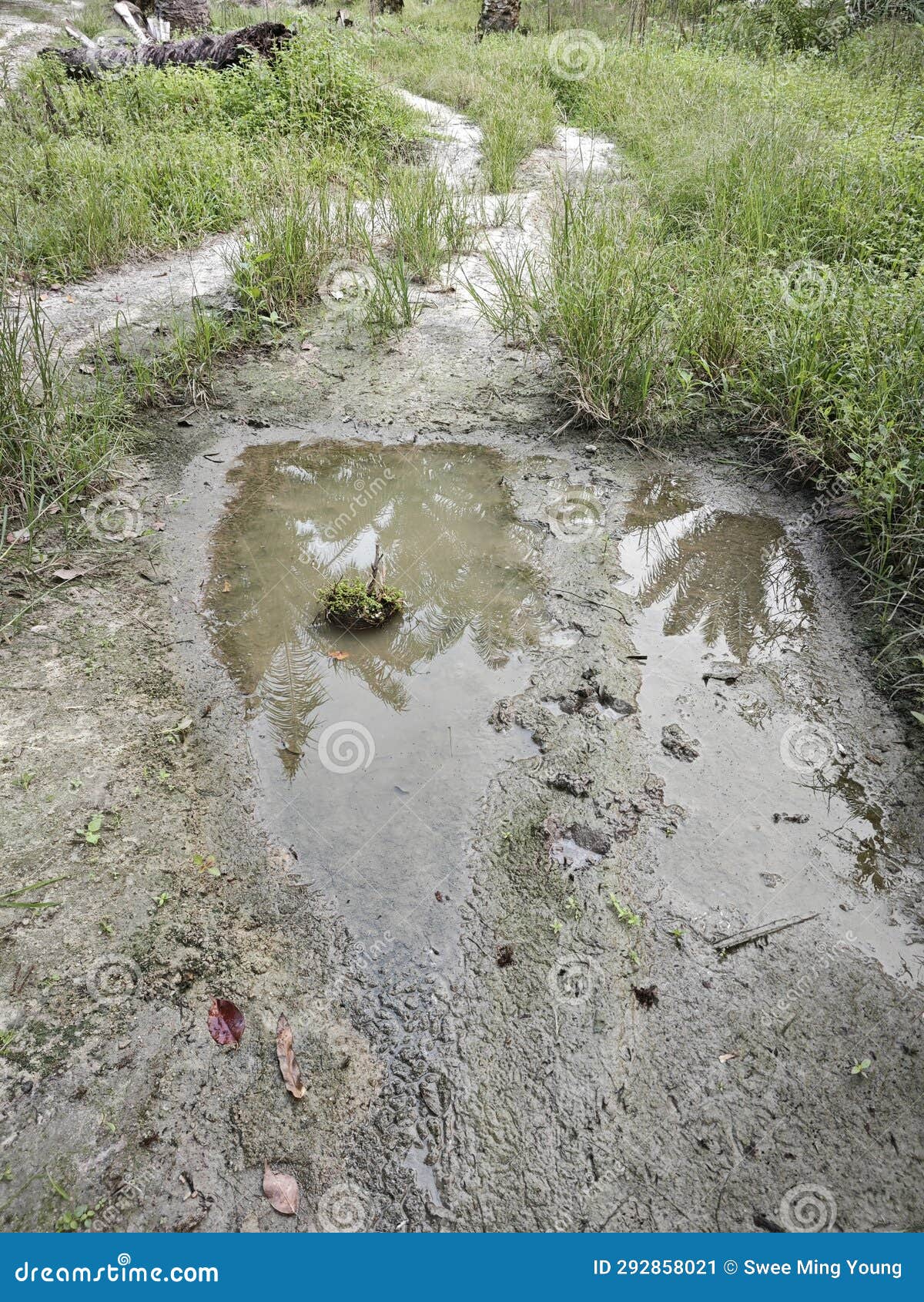 A Clump of Weed Growing in the Middle of Puddle. Stock Image - Image of ...