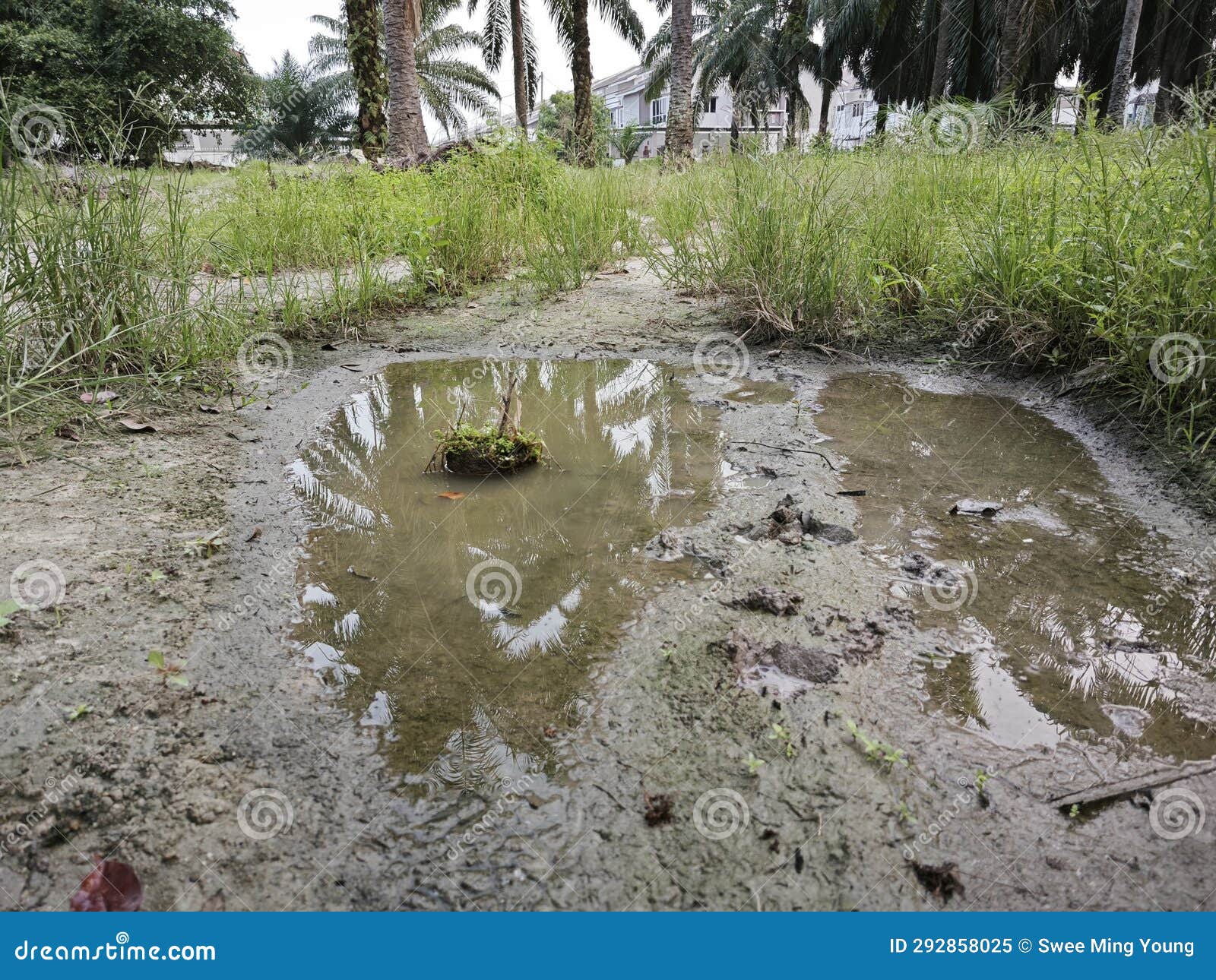 A Clump of Weed Growing in the Middle of Puddle. Stock Image - Image of ...