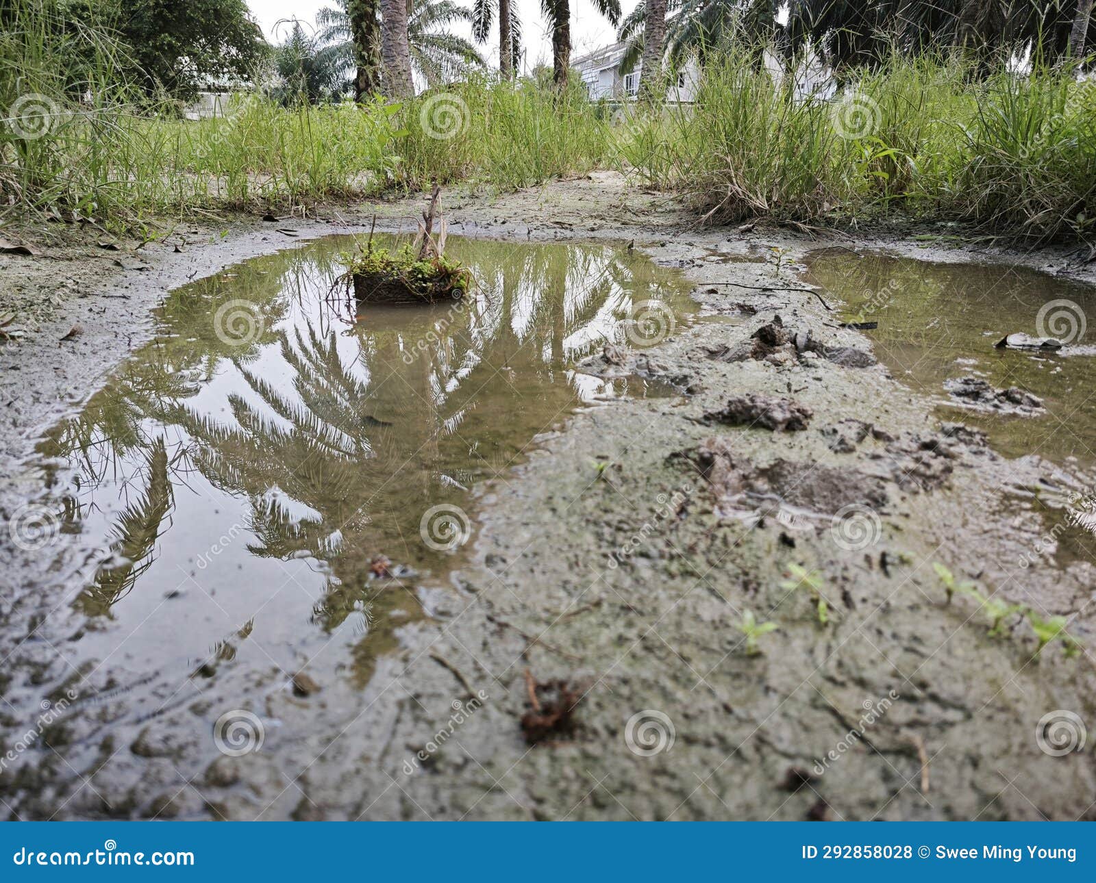 A Clump of Weed Growing in the Middle of Puddle. Stock Photo - Image of ...
