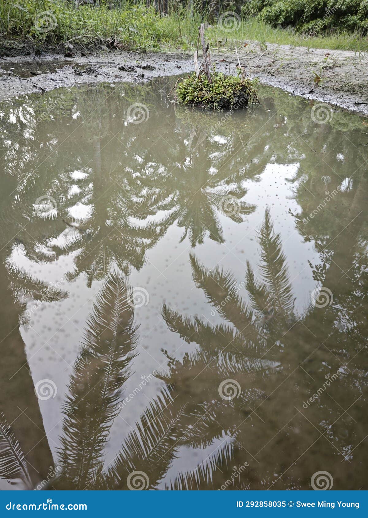 A Clump of Weed Growing in the Middle of Puddle. Stock Image - Image of ...