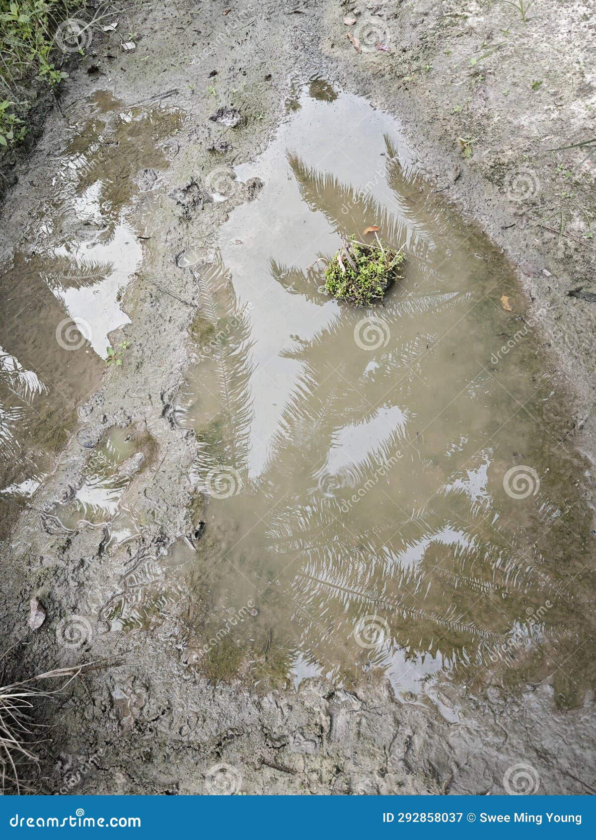 A Clump of Weed Growing in the Middle of Puddle. Stock Image - Image of ...