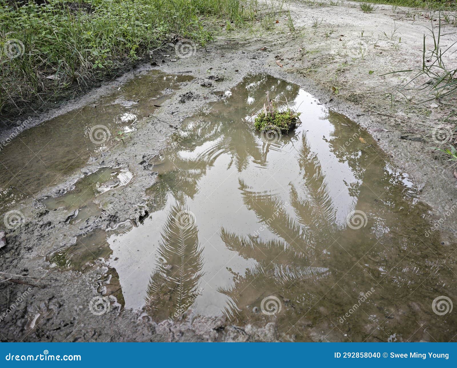 A Clump of Weed Growing in the Middle of Puddle. Stock Photo - Image of ...