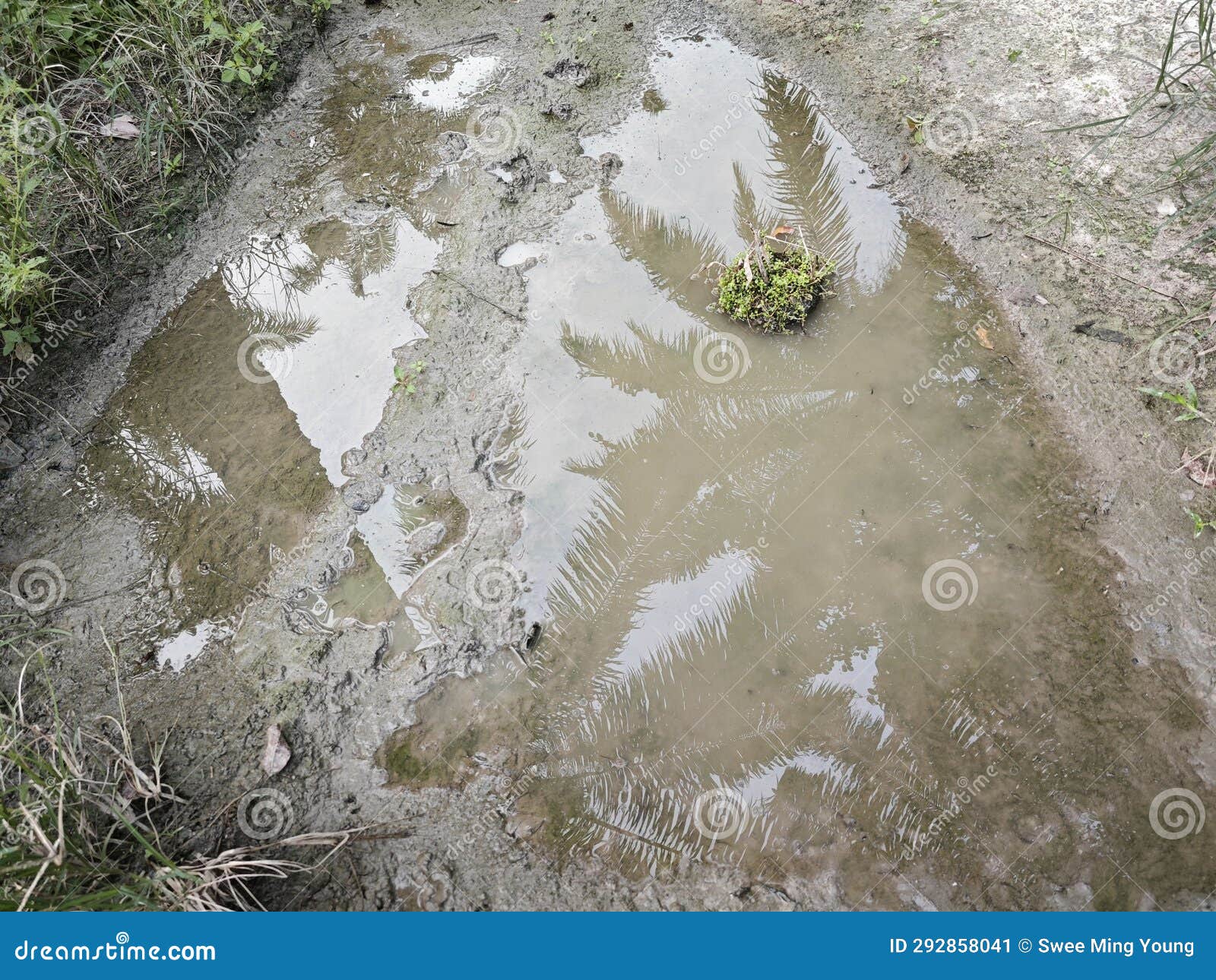 A Clump of Weed Growing in the Middle of Puddle. Stock Image - Image of ...