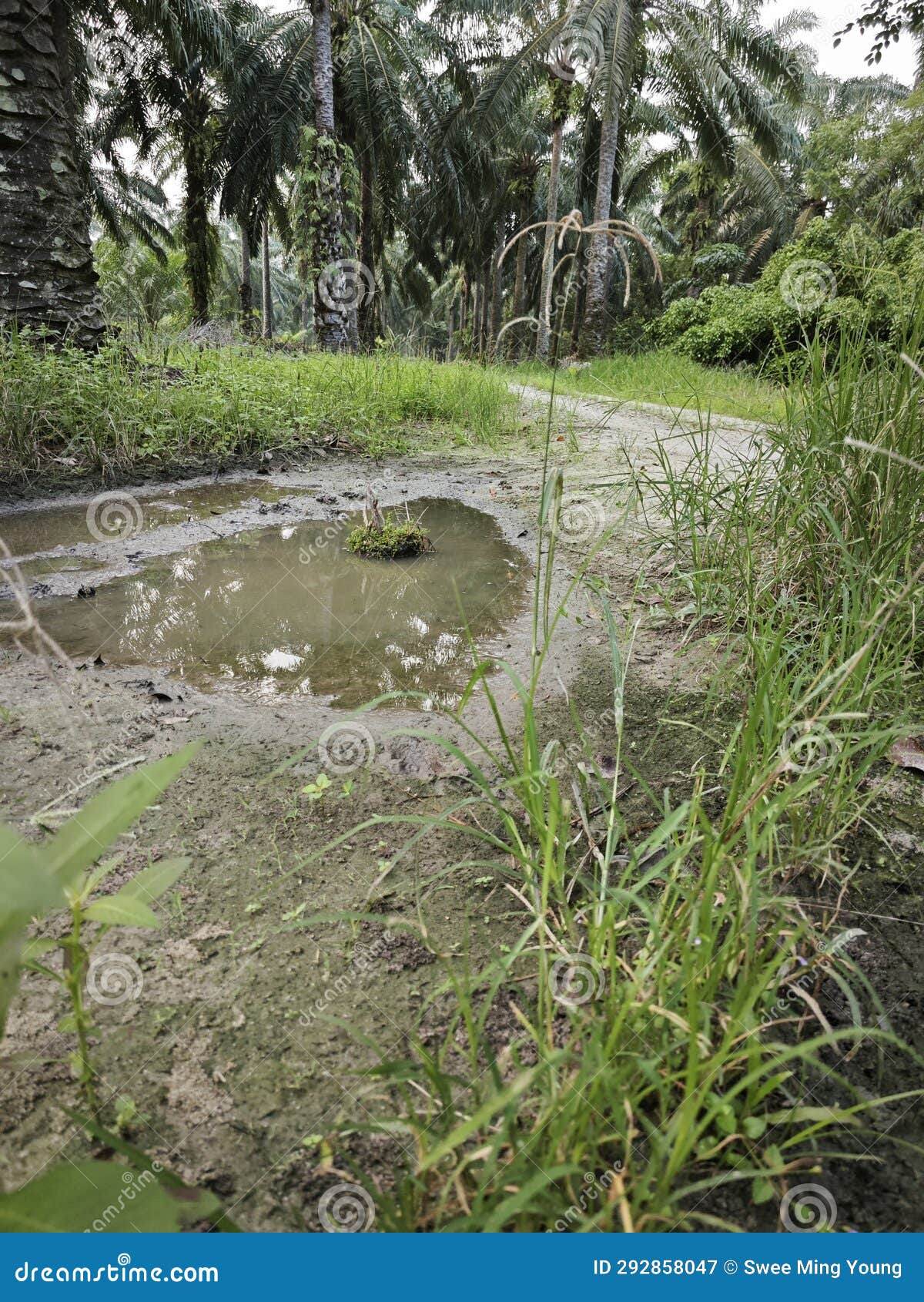 A Clump of Weed Growing in the Middle of Puddle. Stock Image - Image of ...