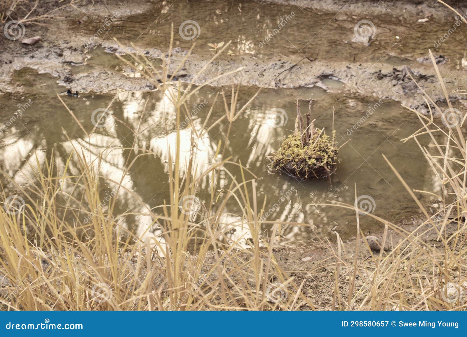 A Clump of Weed Growing in the Middle of Puddle. Stock Image - Image of ...