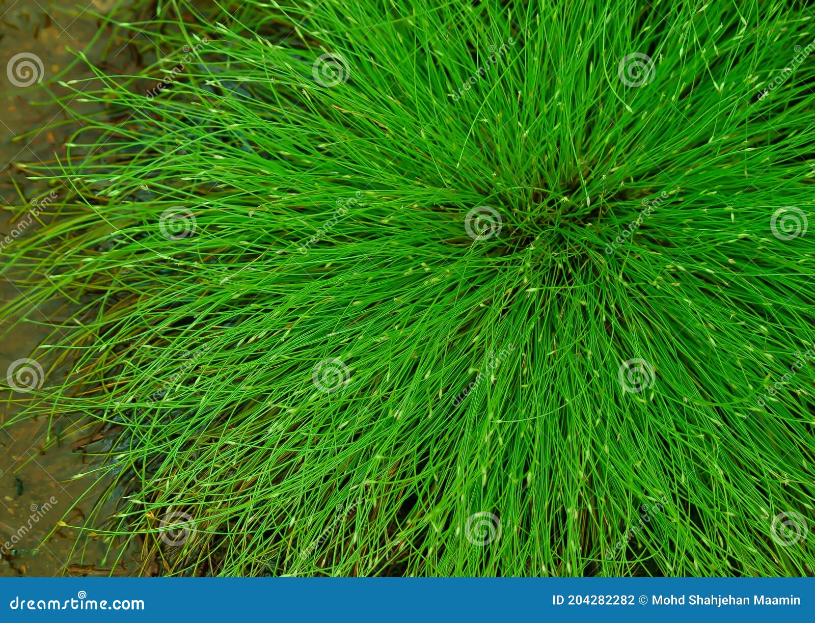 Objects and nature stock photo. Image of lake, grow - 204282282