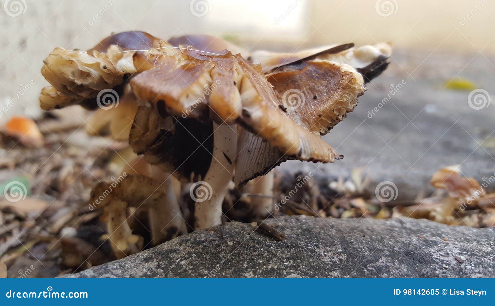 A clump of wild mushrooms stock image. Image of distance - 98142605