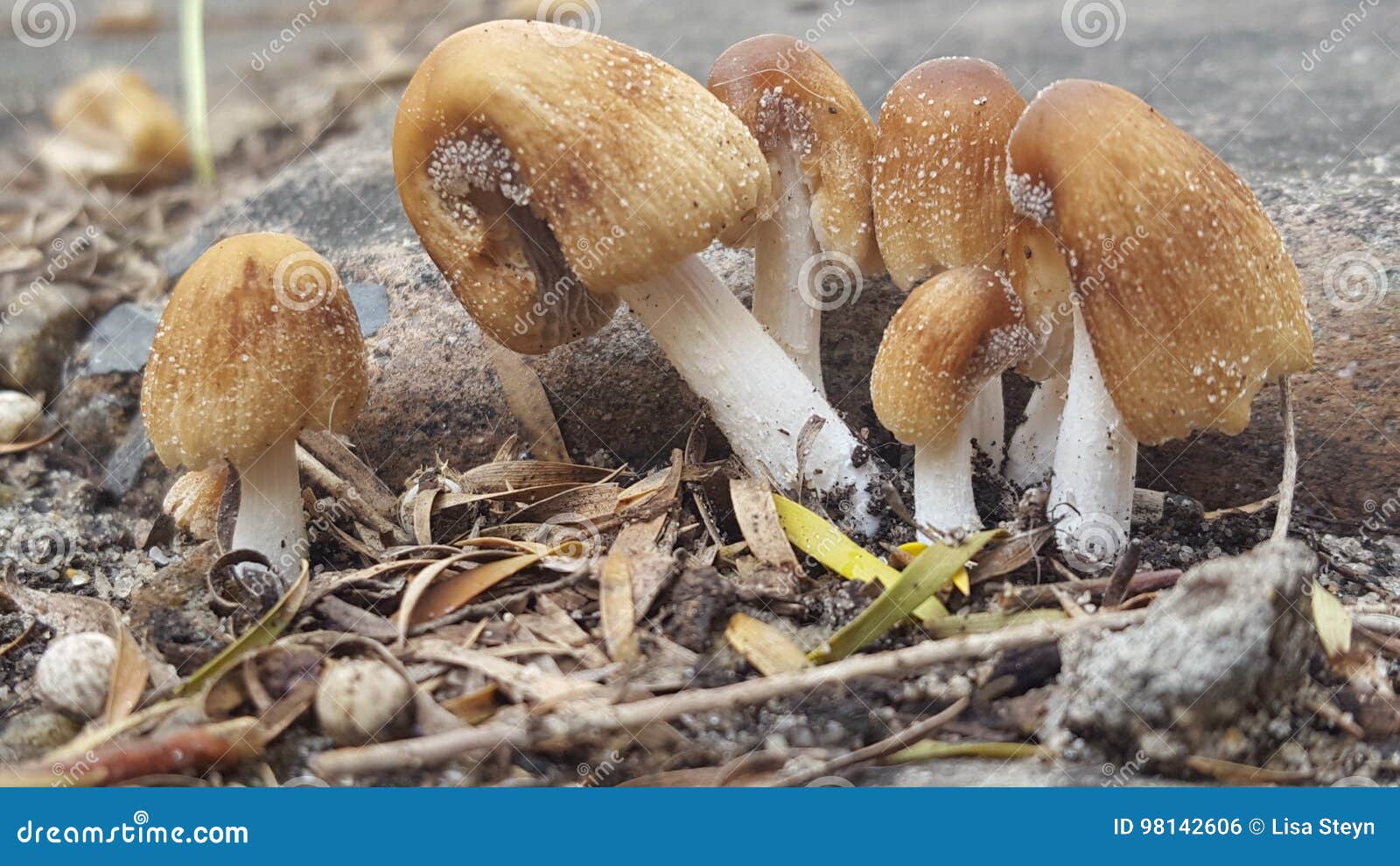 A clump of wild mushrooms stock photo. Image of southern - 98142606