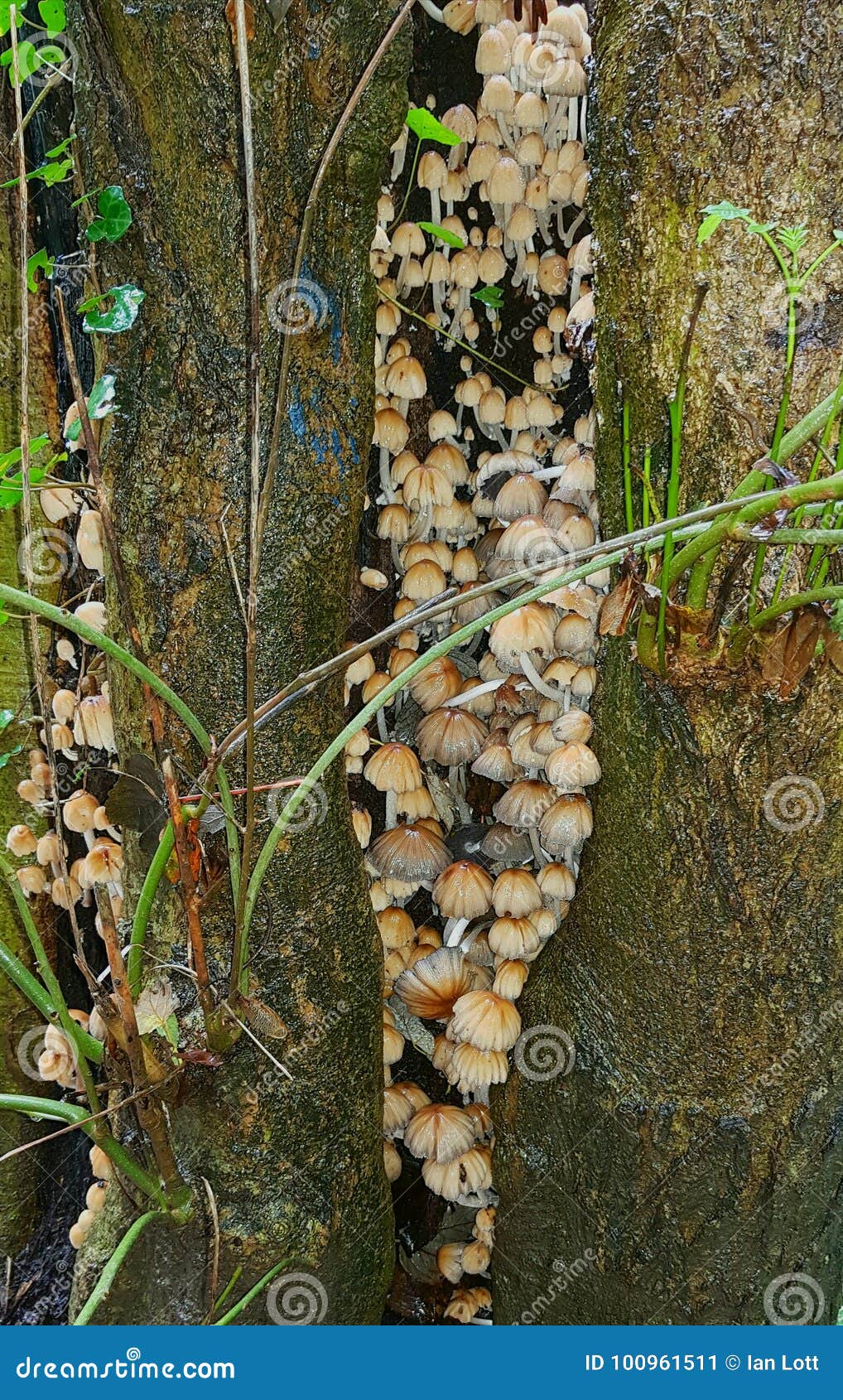 Wild Toadstools Growing in a Clump in a Tree Stock Image - Image of ...