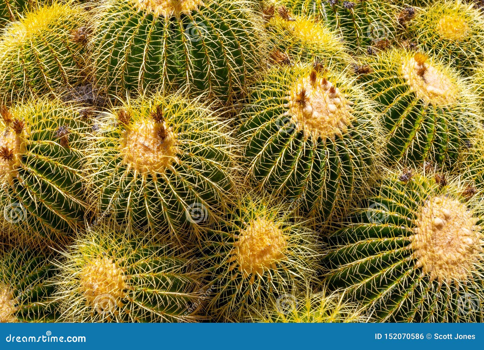 Clumping Barrell Cactus stock photo. Image of setting - 152070586