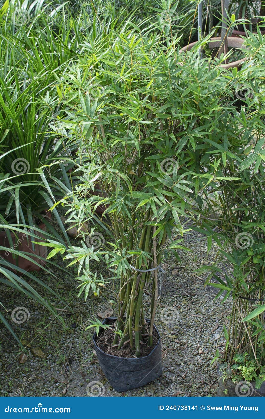 Clumping Chinese Dwarf Bamboo Trees Stock Image - Image of botany ...
