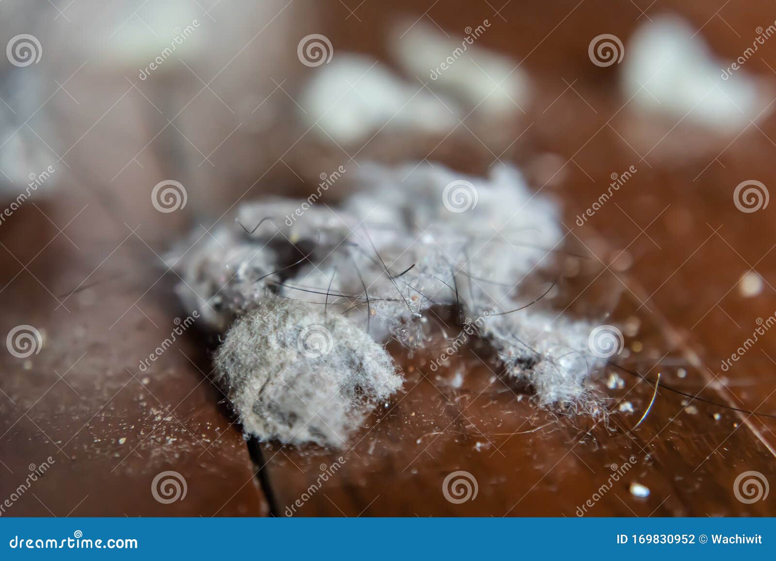 Clumps of Dust on Wood Floor Stock Photo - Image of environment, bunny ...