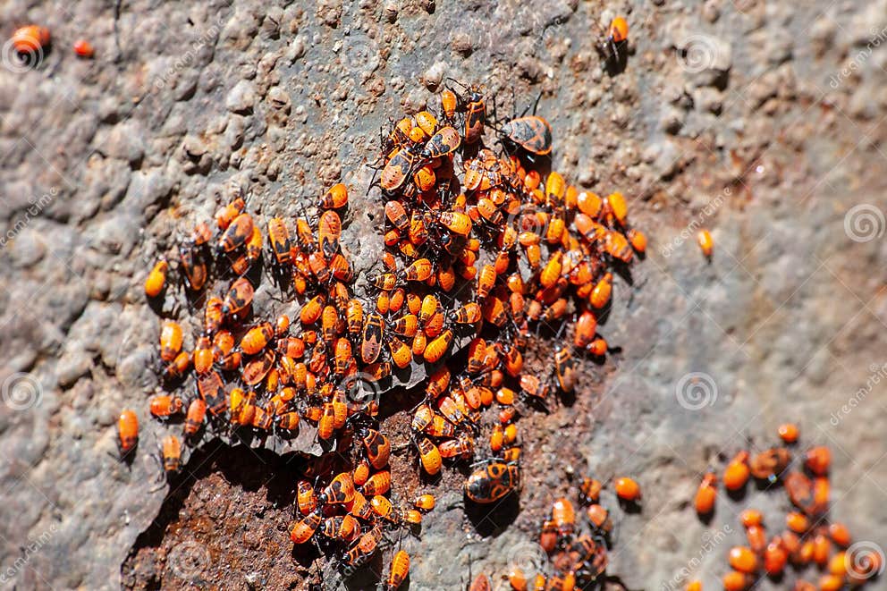 Clumps of Firebug on the Concrete Surface. Pyrrhocoris Apterus Colony Stock Image - Image of ...