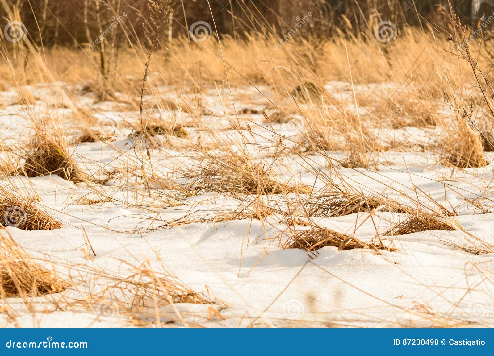 Harsh Climate Plants