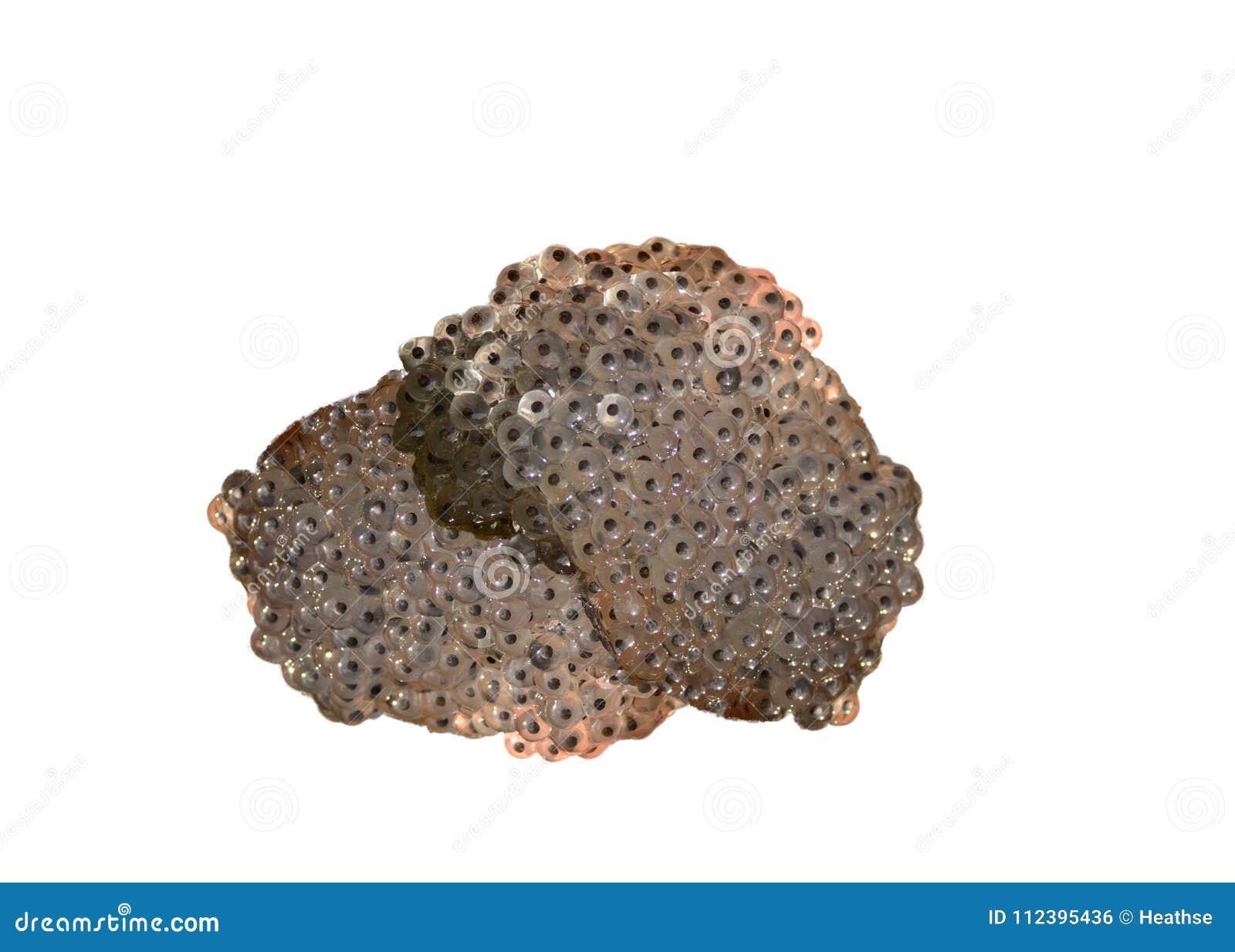 Clump of Frogspawn Isolated Stock Photo - Image of common, tiny: 112395436