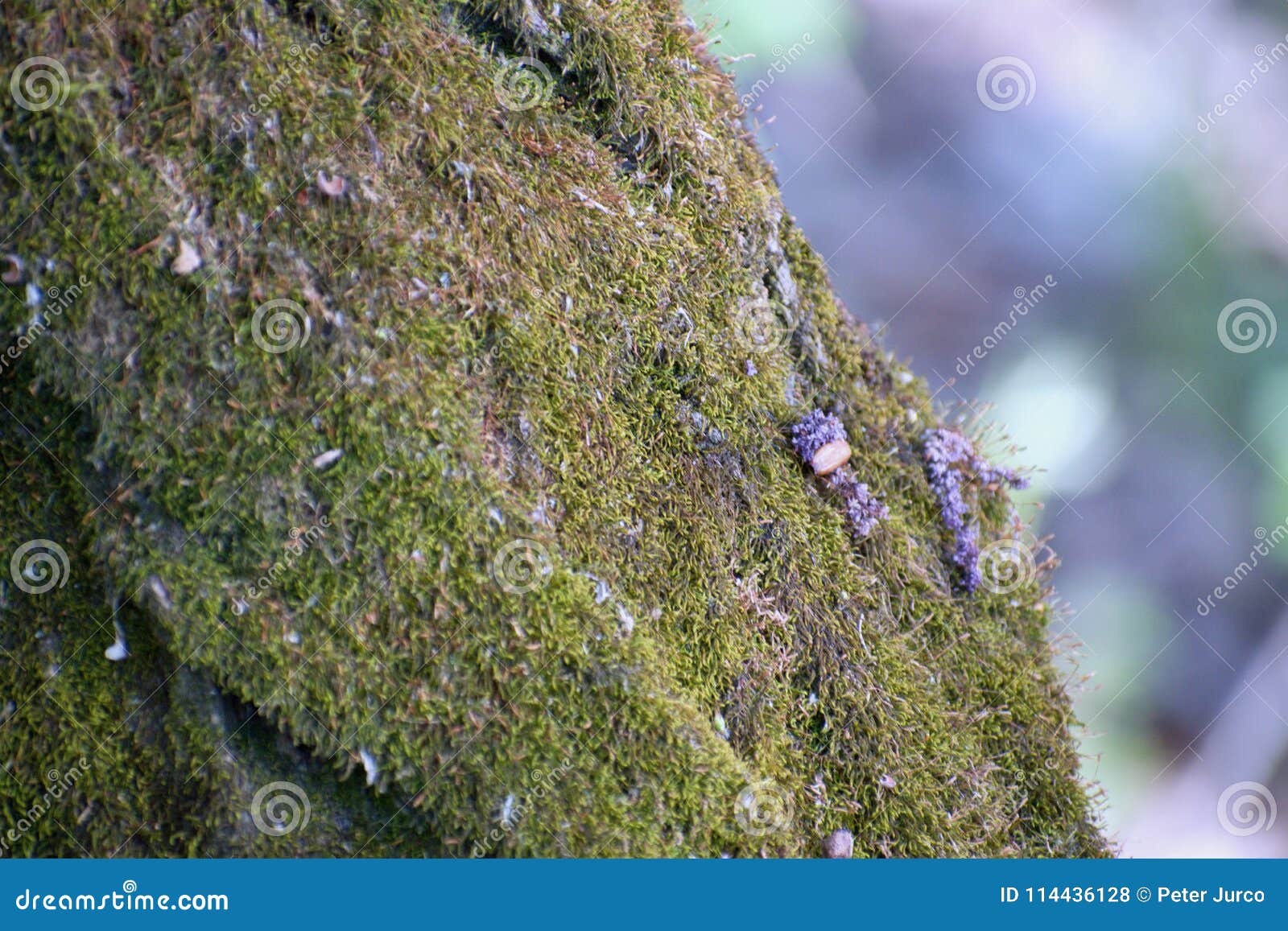 Clumps of moss stock photo. Image of moss, fresh, pattern - 114436128