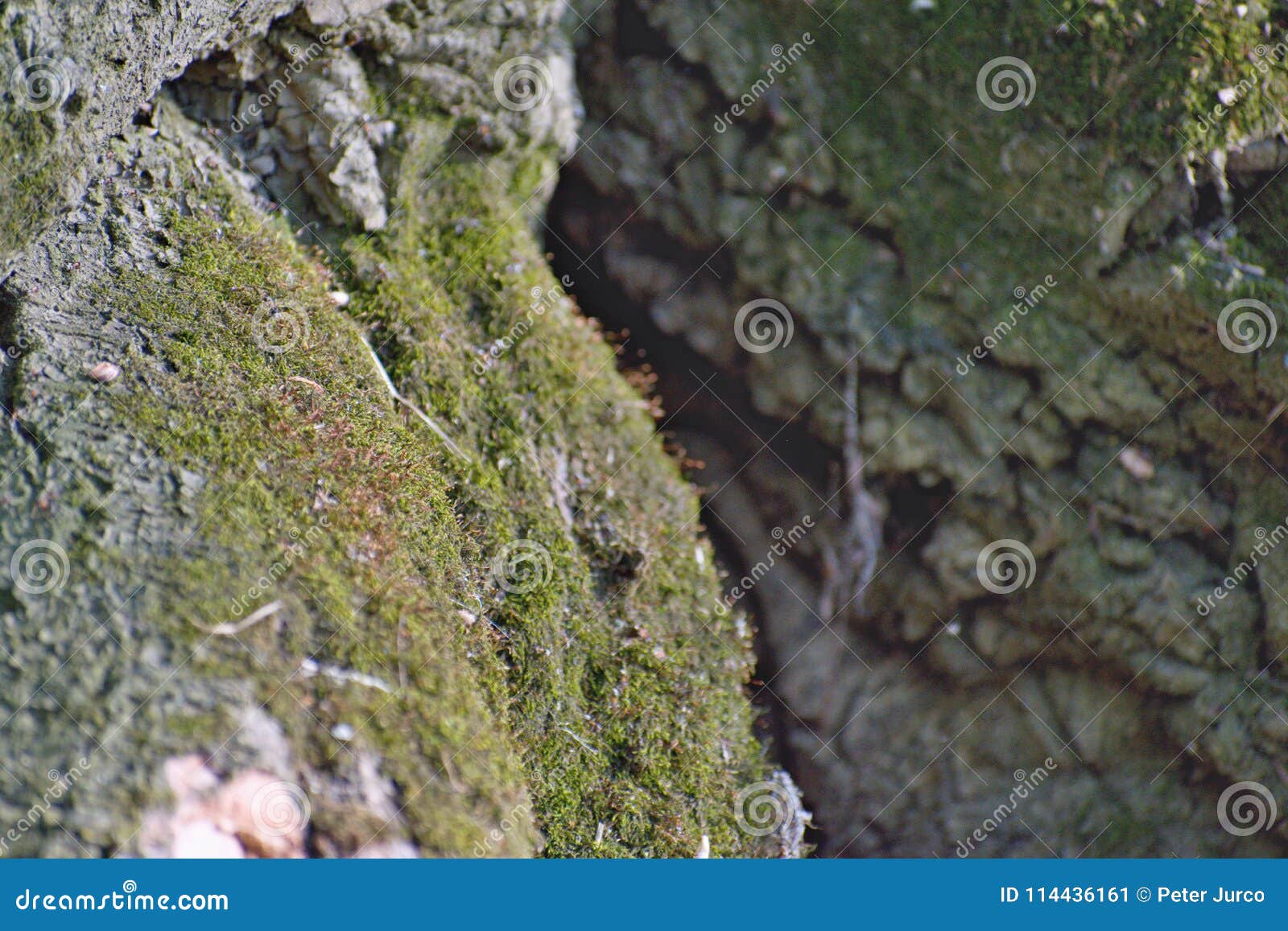 Clumps of moss stock image. Image of clumps, tree, fresh - 114436161