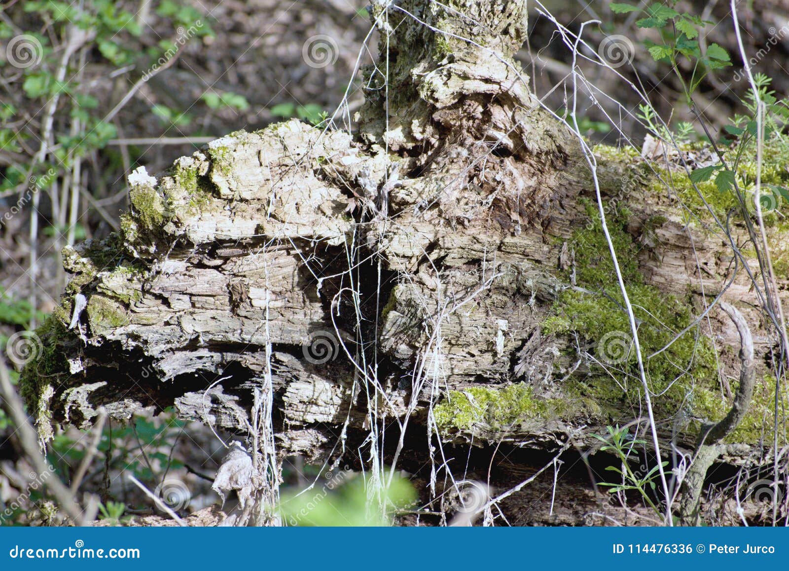Clumps of moss stock photo. Image of deep, trees, wood - 114476336