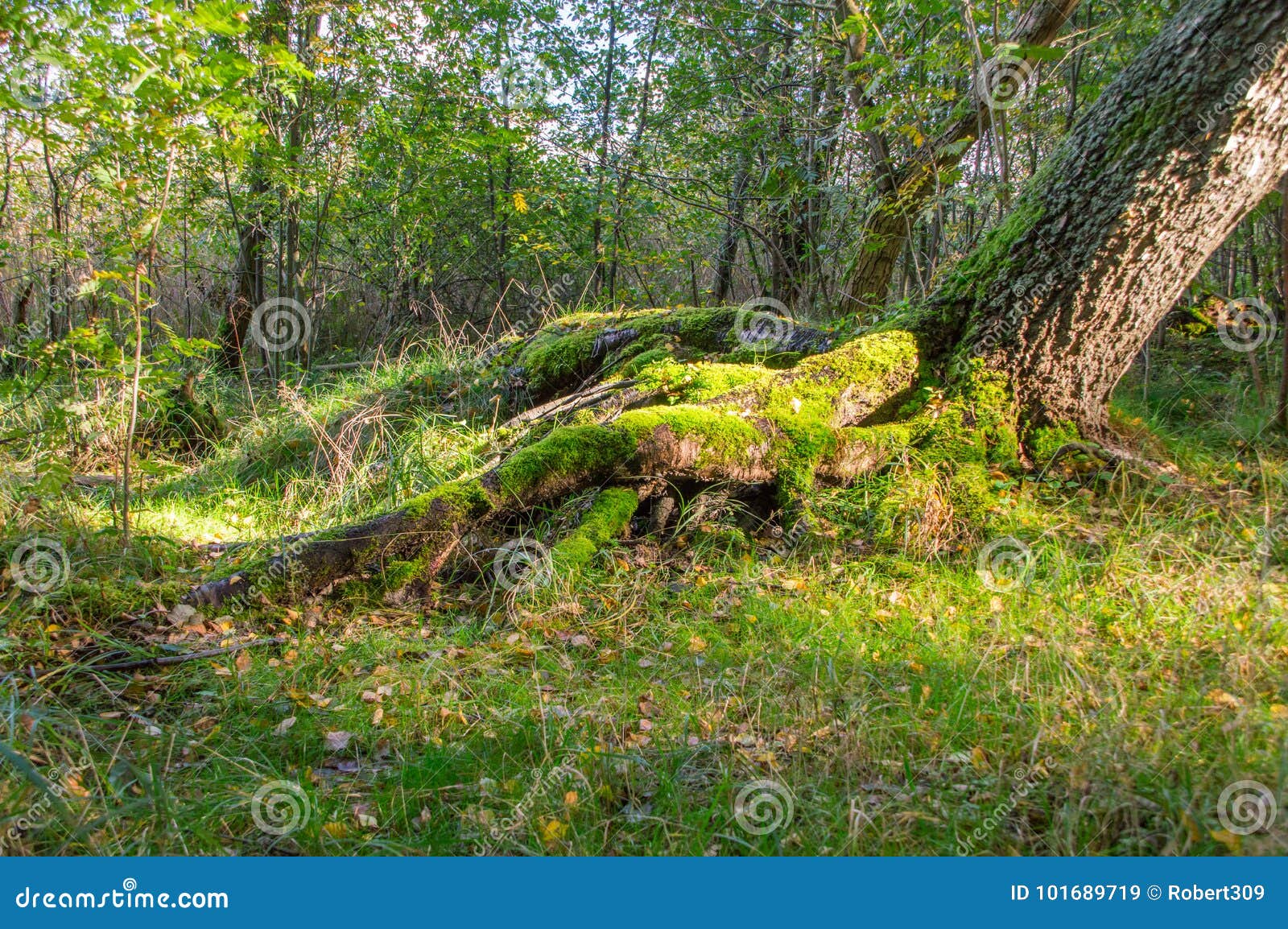 Clumps of Moss on the Ground and Base of Trees in the Polish Forest ...