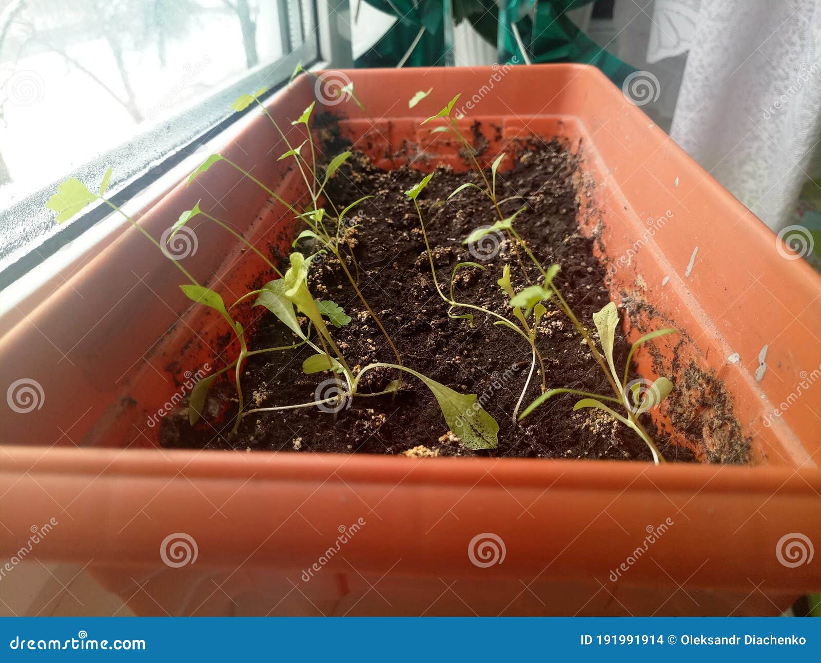 Clumps of Plants from a Home Pot of Earth Stock Photo - Image of flora ...