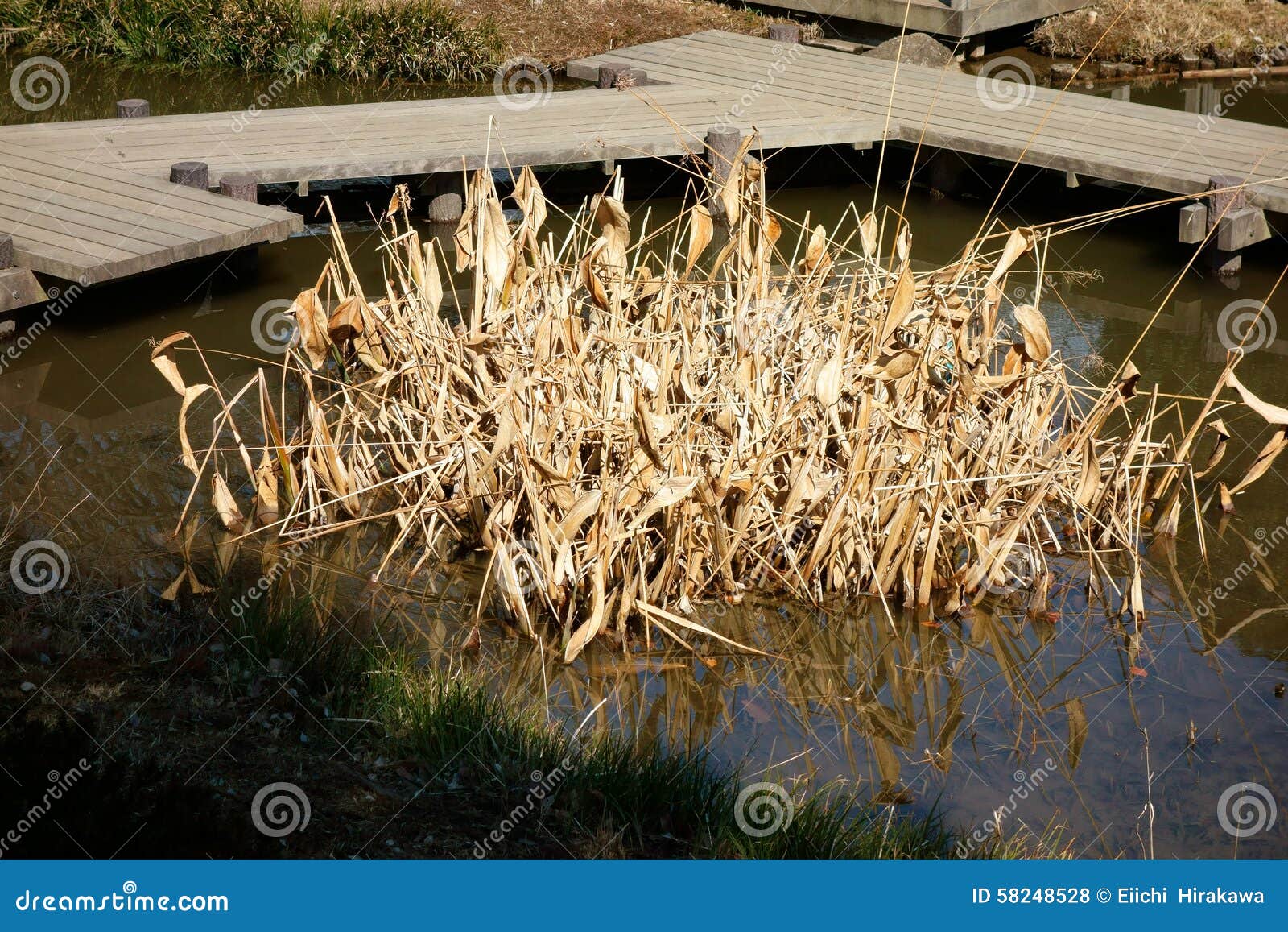 Clumps of reed pond stock photo. Image of pond, garden - 58248528