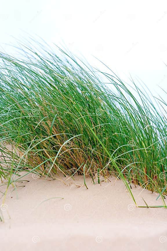 Clumps of sea grass stock photo. Image of sandy, landscape - 2600696