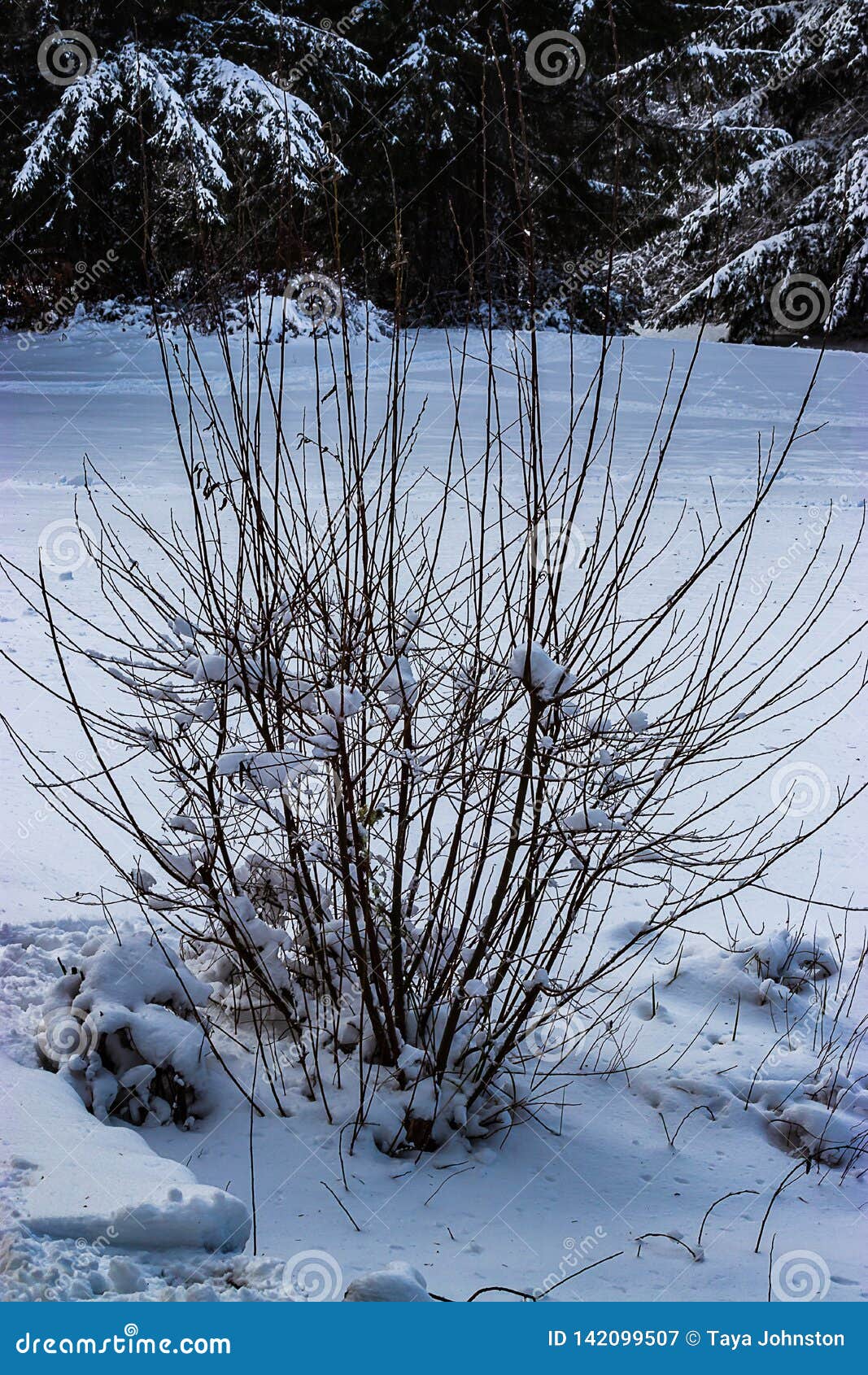 Clumps of Snow in the Bare Branches of a Bush Stock Image - Image of ...