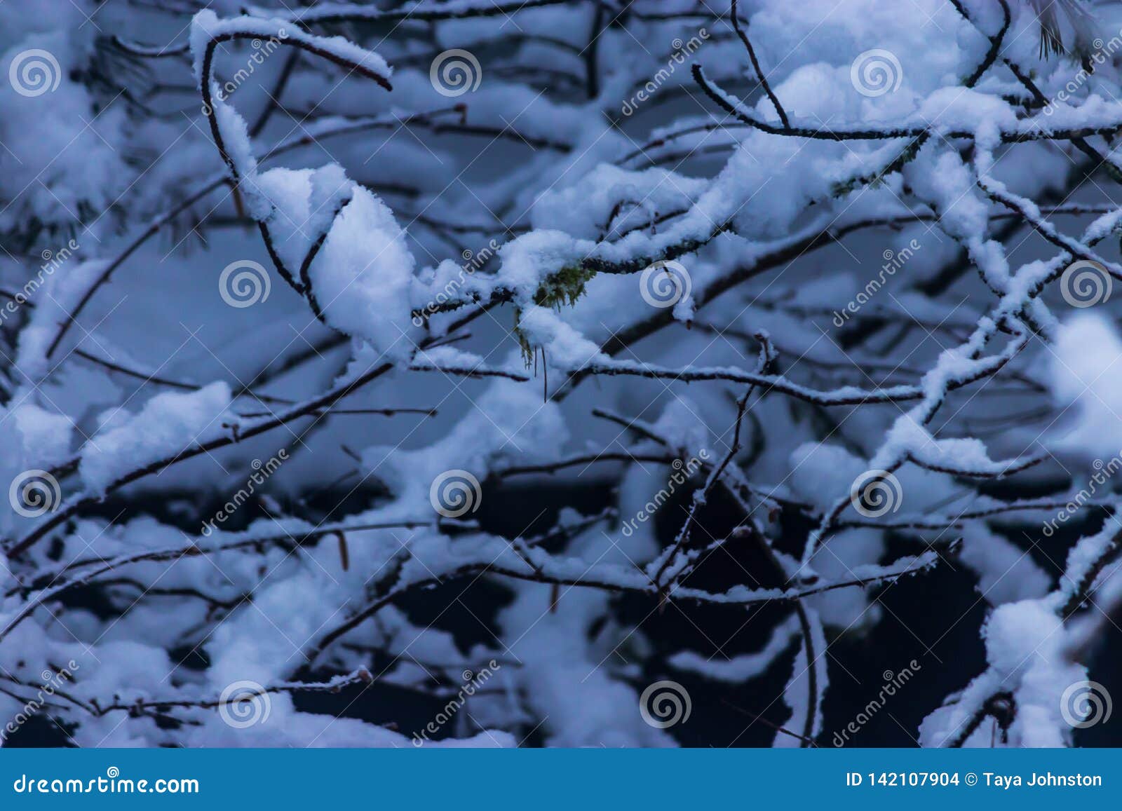Clumps of Snow Gathered on Mossy Tree Limbs Stock Photo - Image of ...