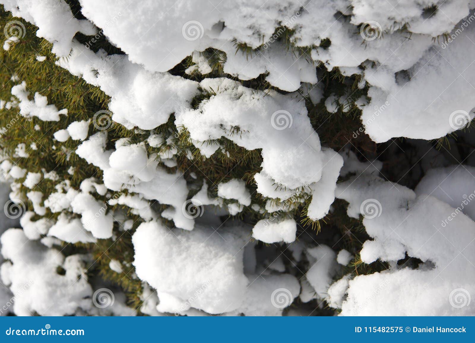 Clumps of Snow on Pine Tree in Winter. Stock Image - Image of light ...