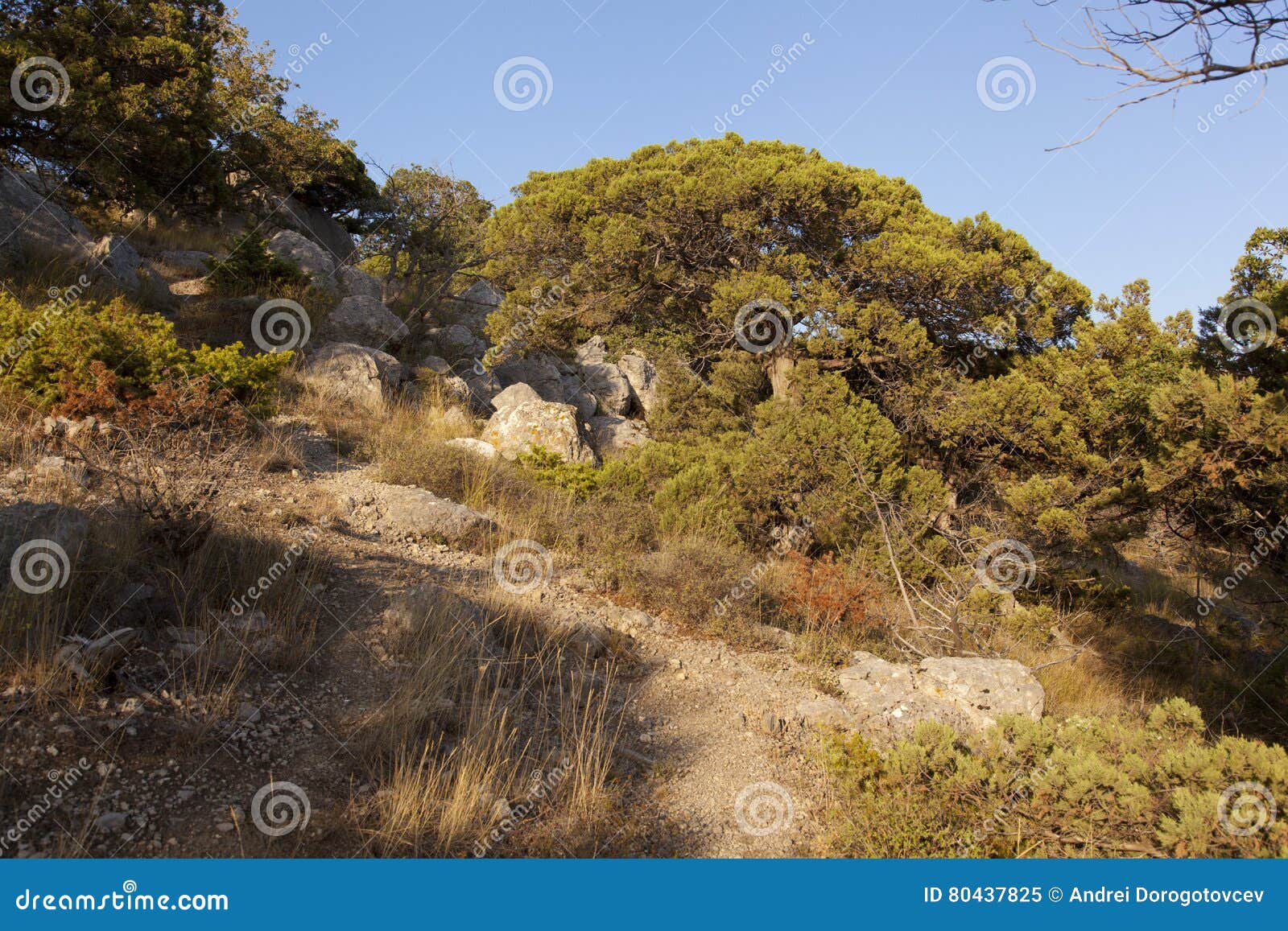 Clumps of Stones in the Juniper Forest Stock Image - Image of climber ...