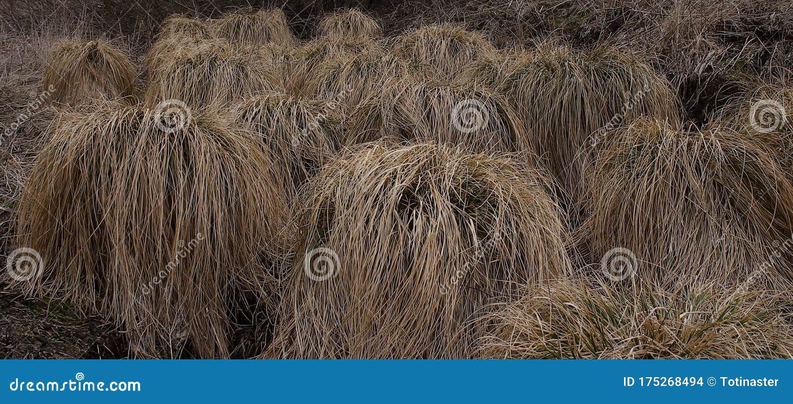Clumps of wild grass stock photo. Image of february - 175268494