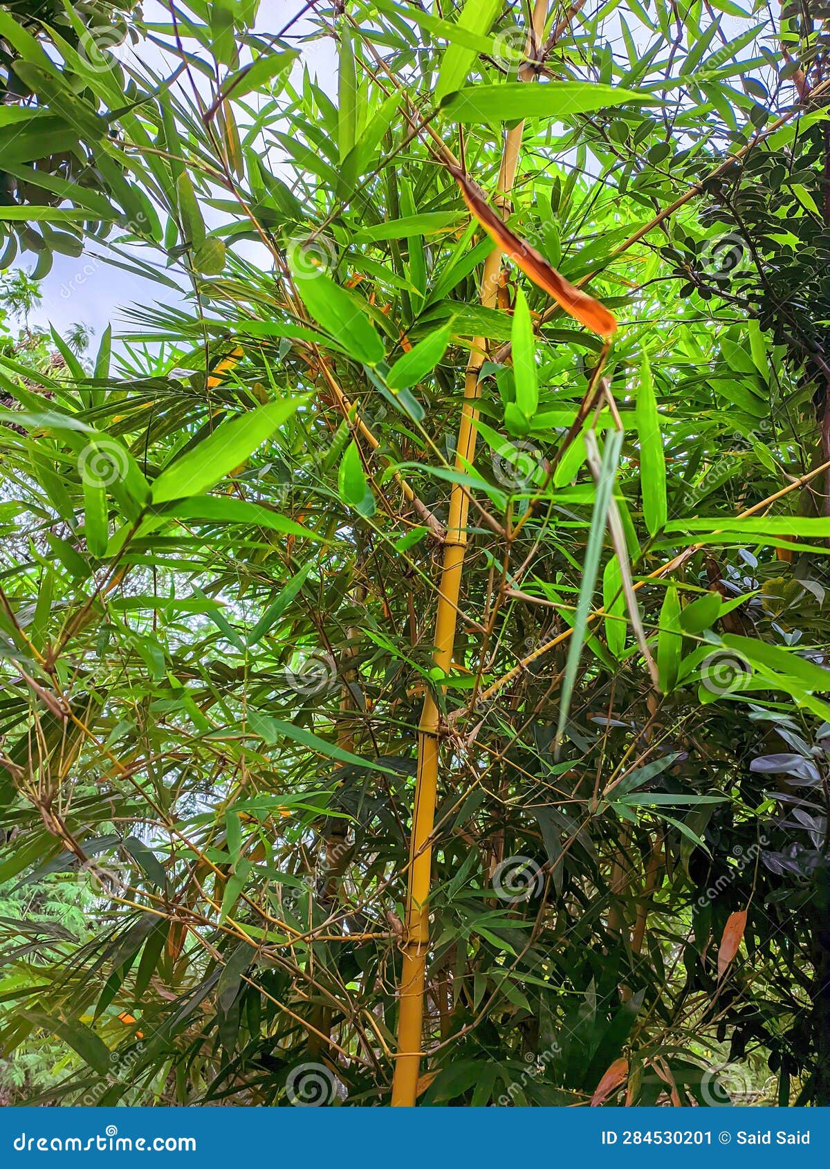 Clumps of Yellow Bamboo Plants Grow on the Riverbank Stock Image ...