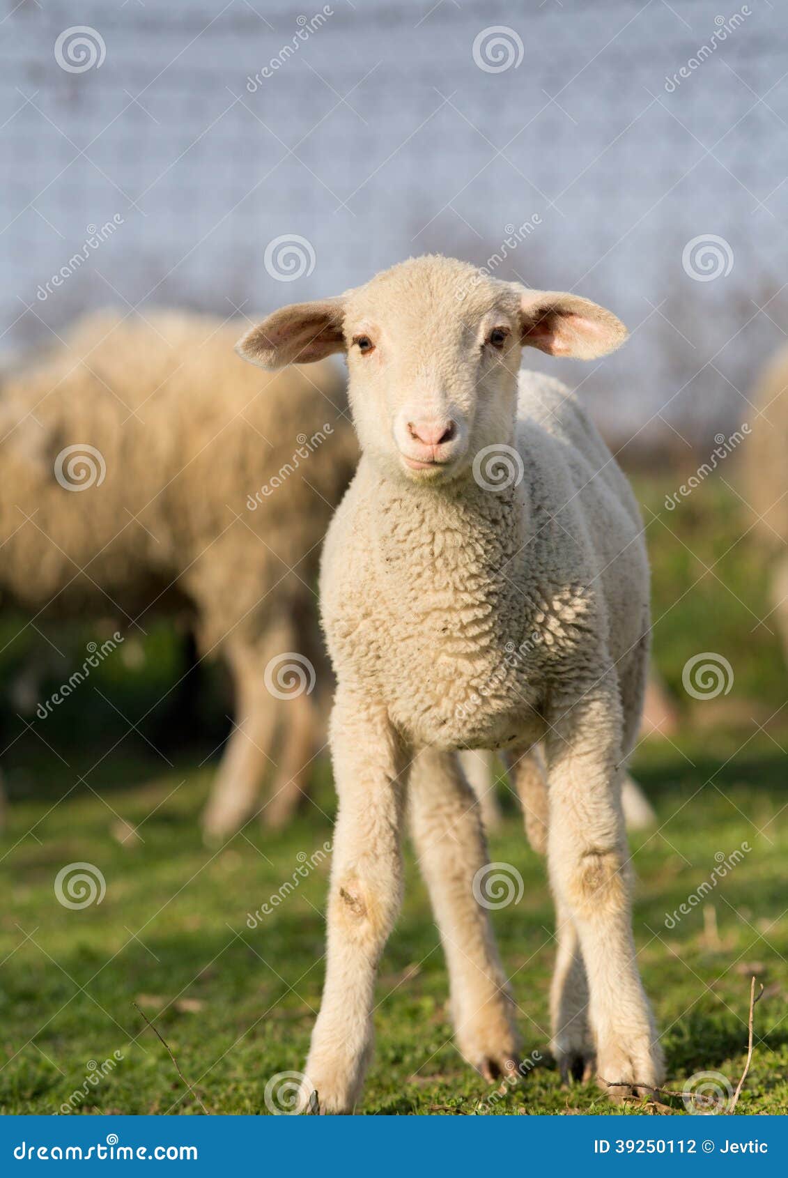 Clumsy lamb stock photo. Image of grazing, field, fleece - 39250112