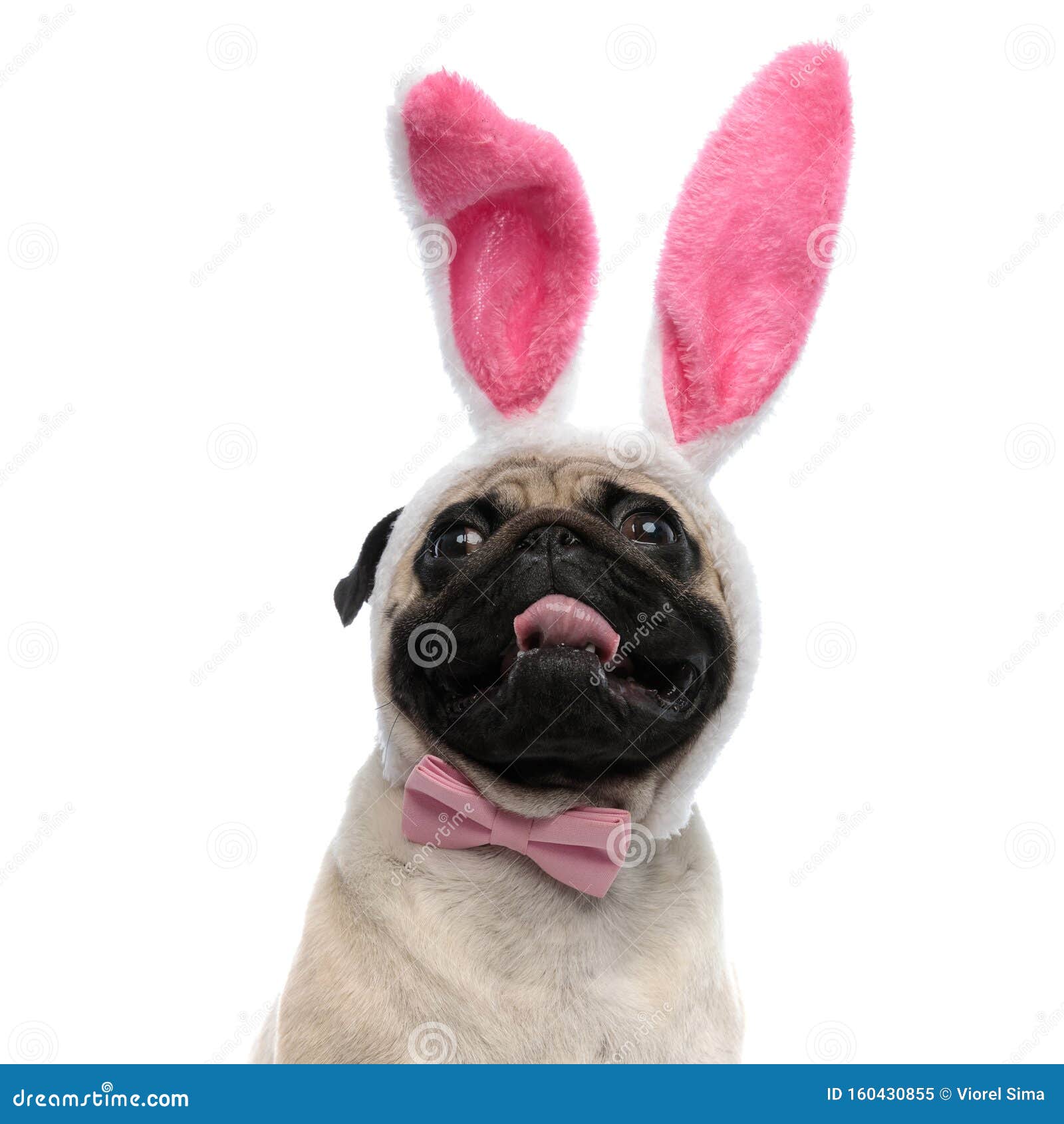 Clumsy Pug Panting while Wearing Pink Bowtie and Bunny Ears Stock Image ...