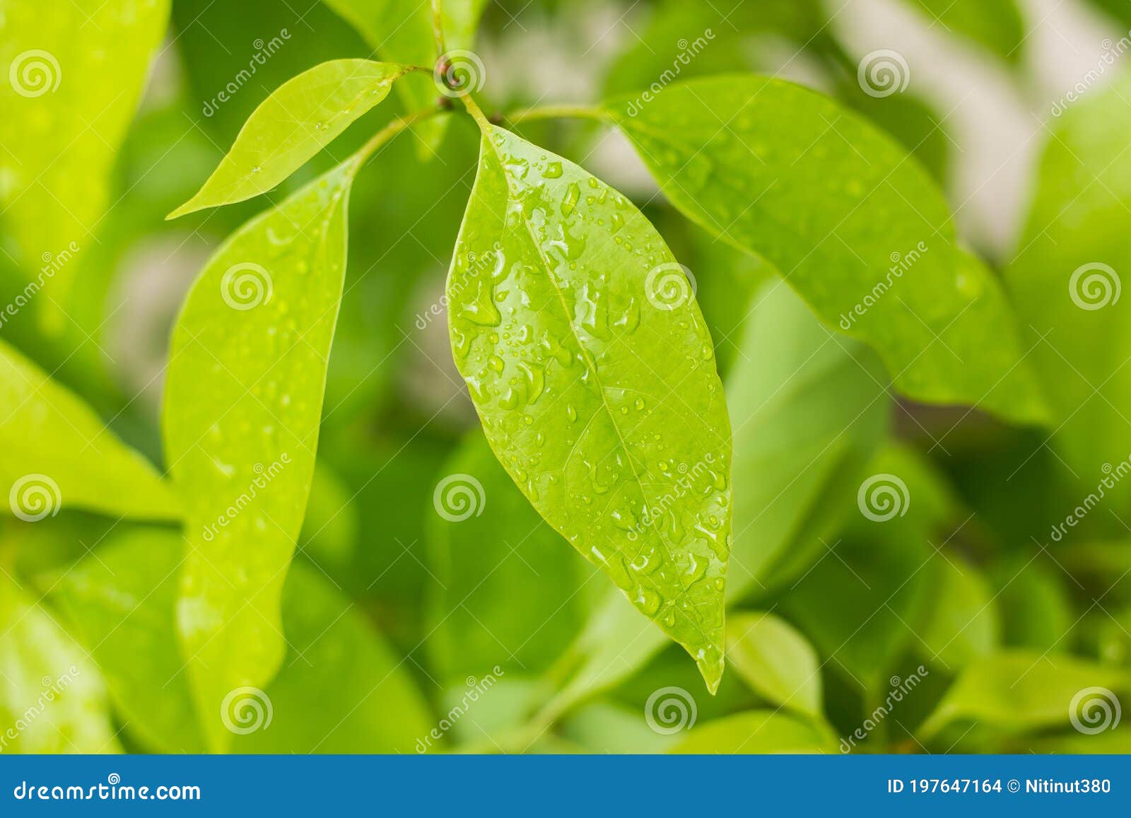 Leaf of Cinnamomum Camphora Tree Stock Photo - Image of plant, blue ...