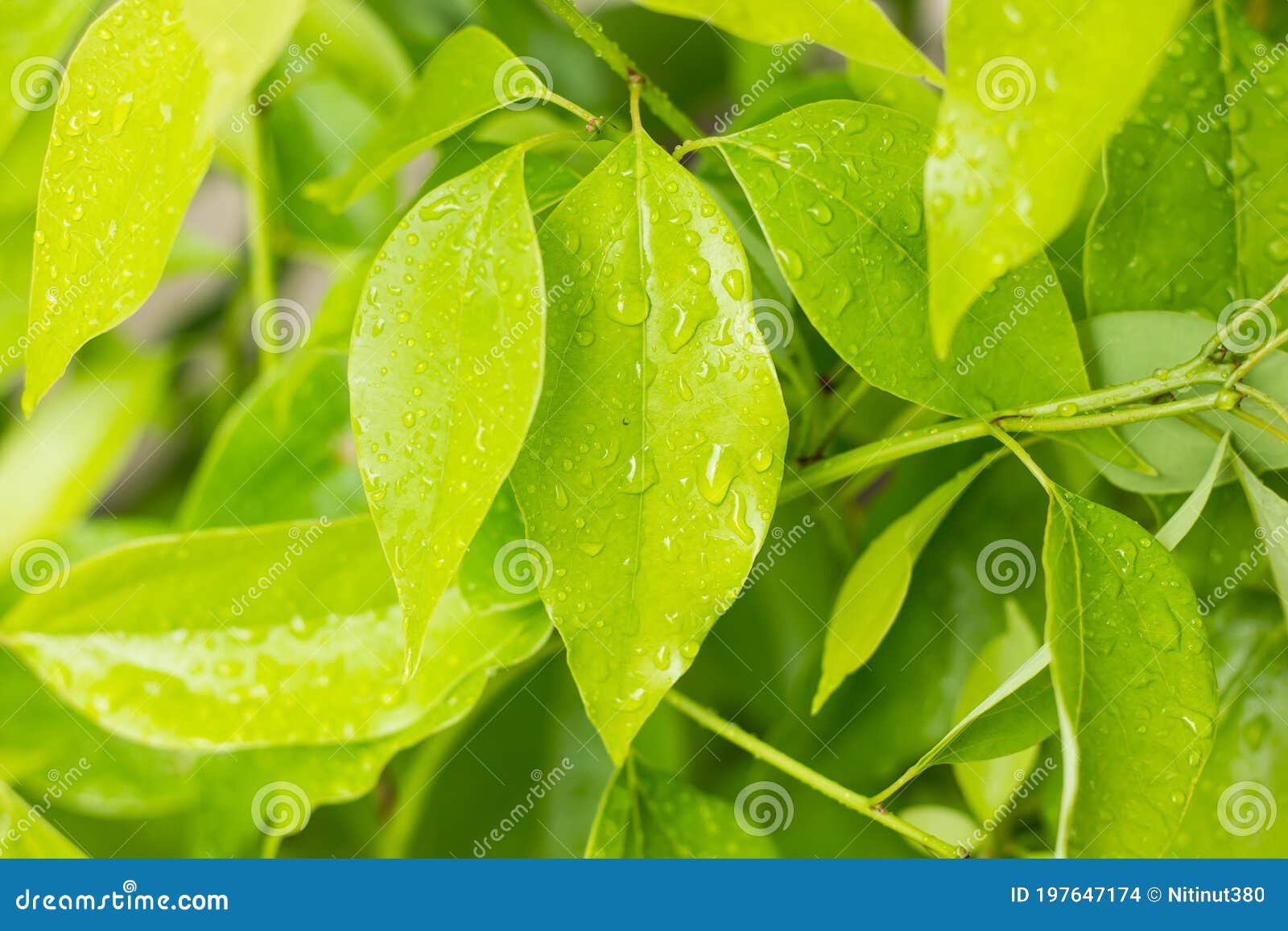 Leaf of Cinnamomum Camphora Tree Stock Photo - Image of foliage ...