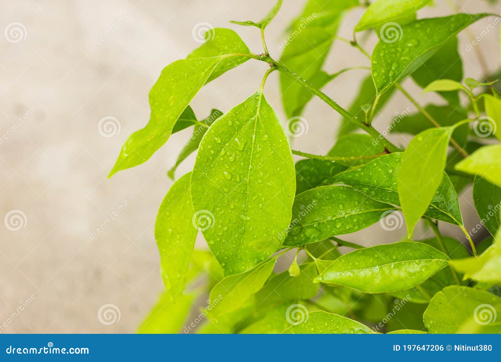 Leaf of Cinnamomum Camphora Tree Stock Photo - Image of leaf, branch ...