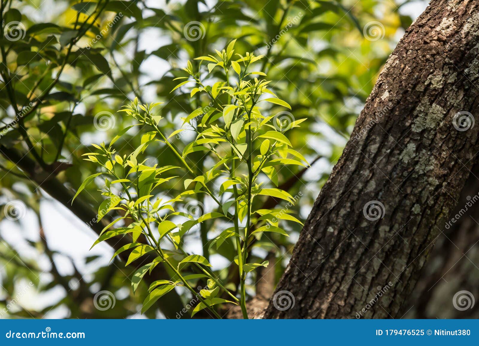Young Leaf of Cinnamomum Camphora Tree Stock Image - Image of large ...