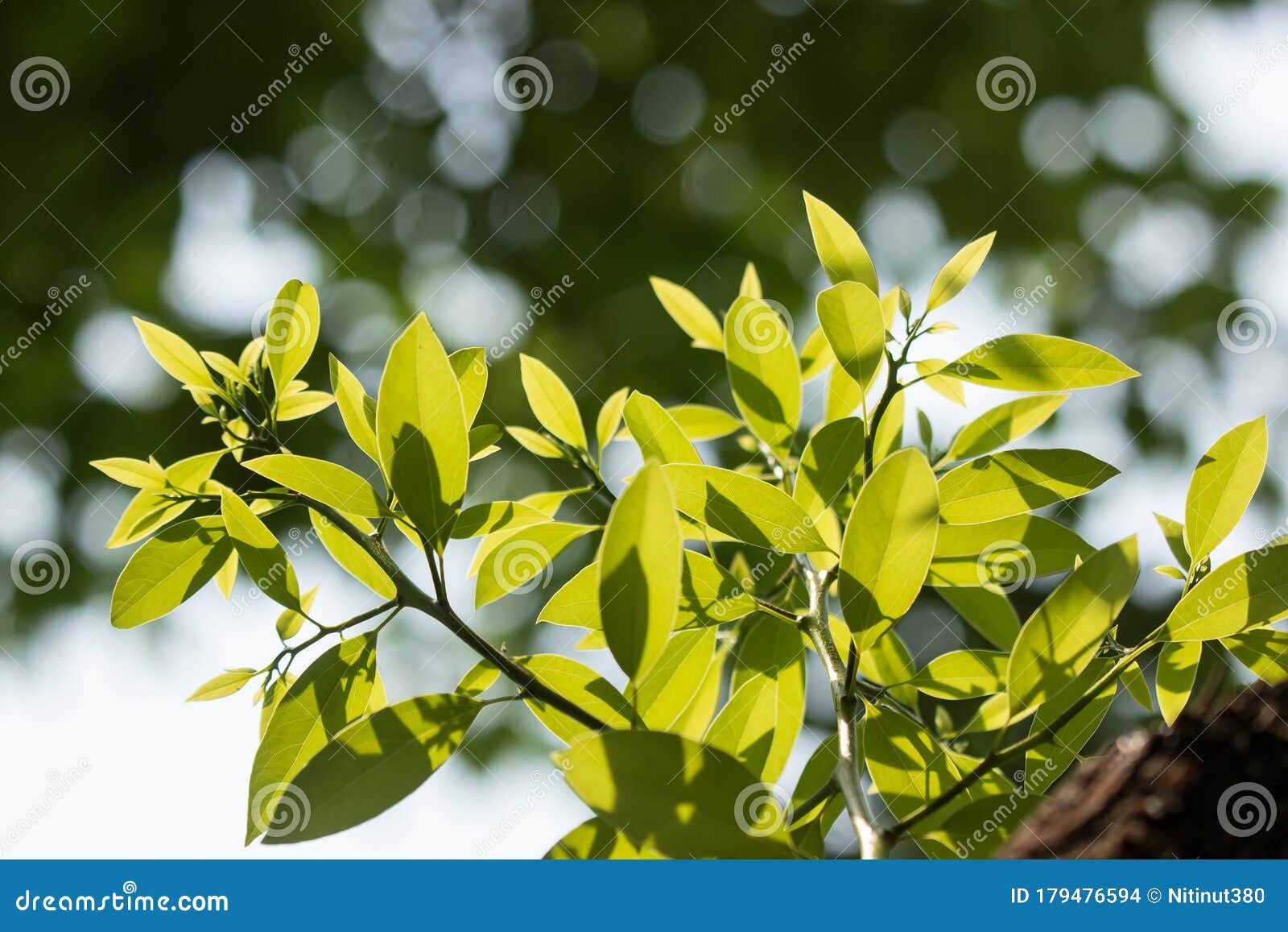 Young Leaf of Cinnamomum Camphora Tree Stock Photo - Image of green ...