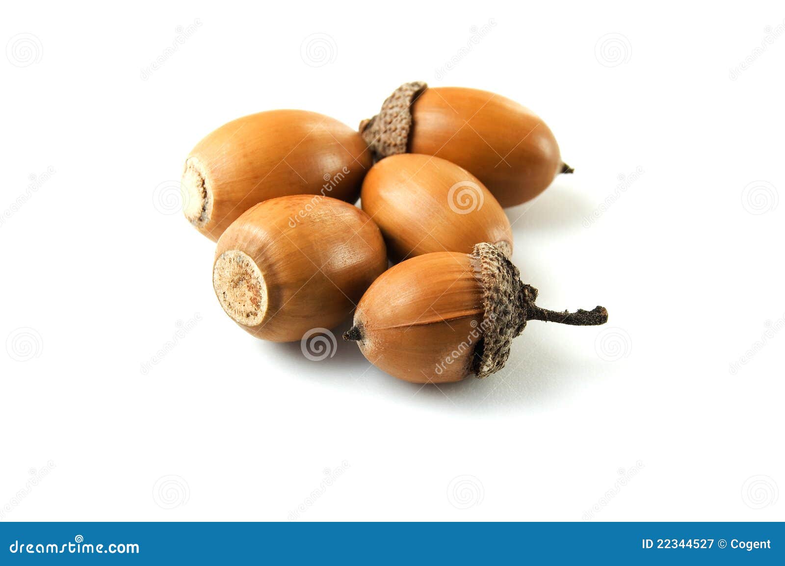 Cluster of acorns stock image. Image of food, nuts, nature - 22344527