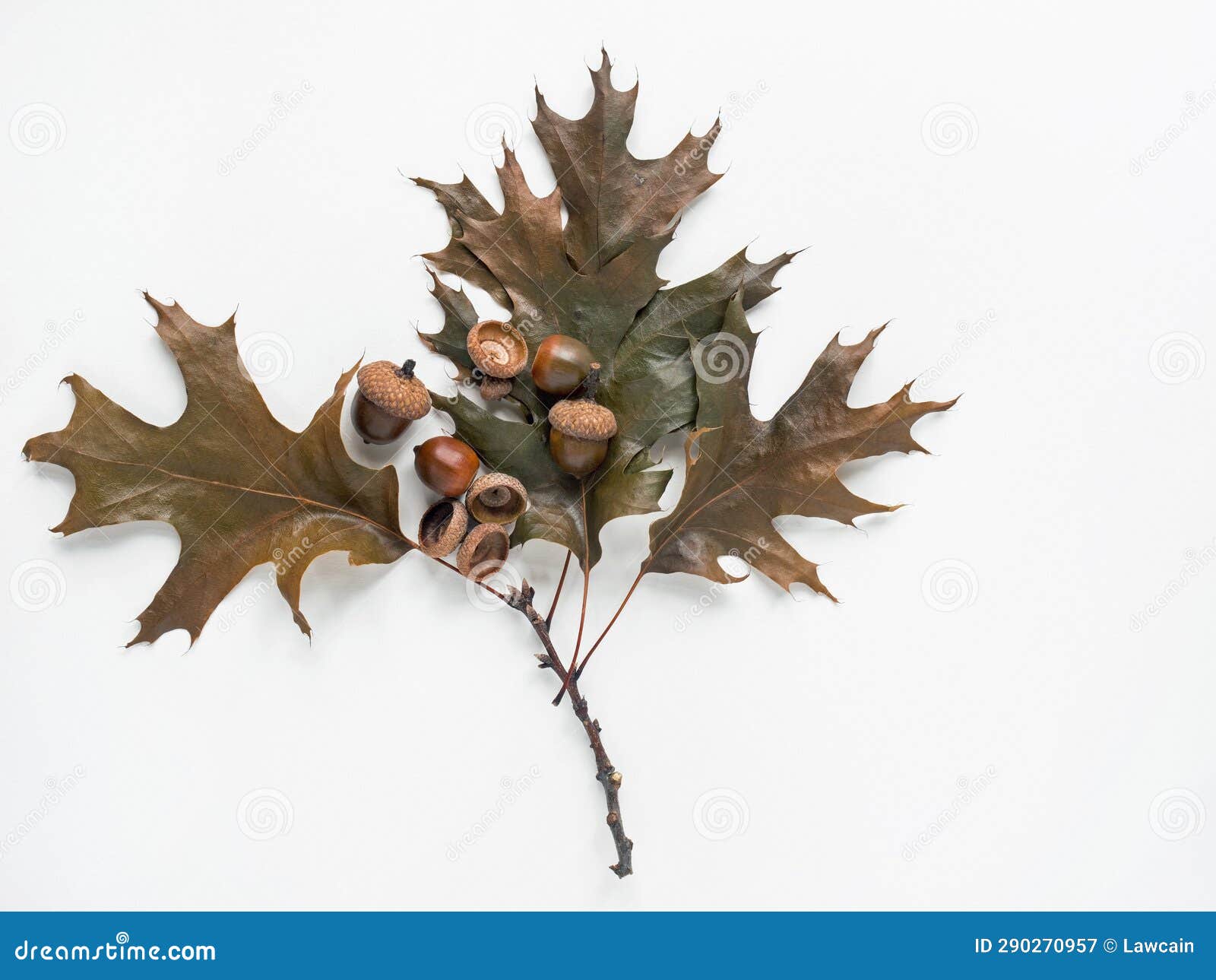 Cluster of Acorns on Drying Black Oak Leaves Stock Image - Image of ...